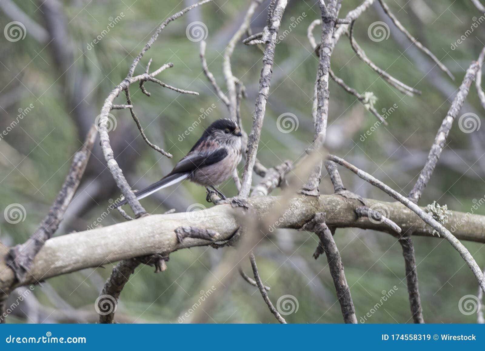 Small Cute Bird Sitting on a Branch of a Tree Stock Image - Image of ...