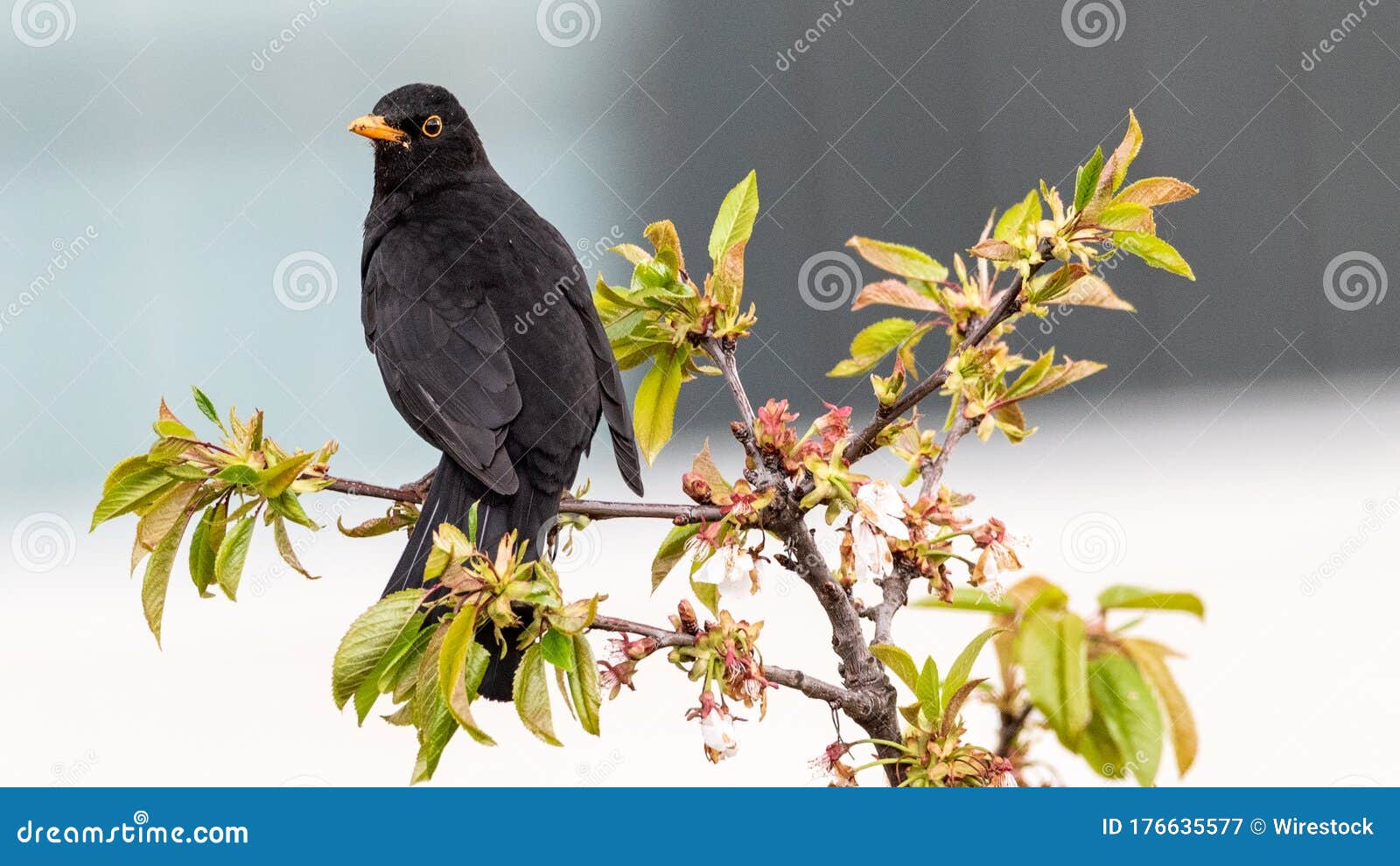 Small Cute Blackbird Sitting on a Branch of a Tree with Blurred ...