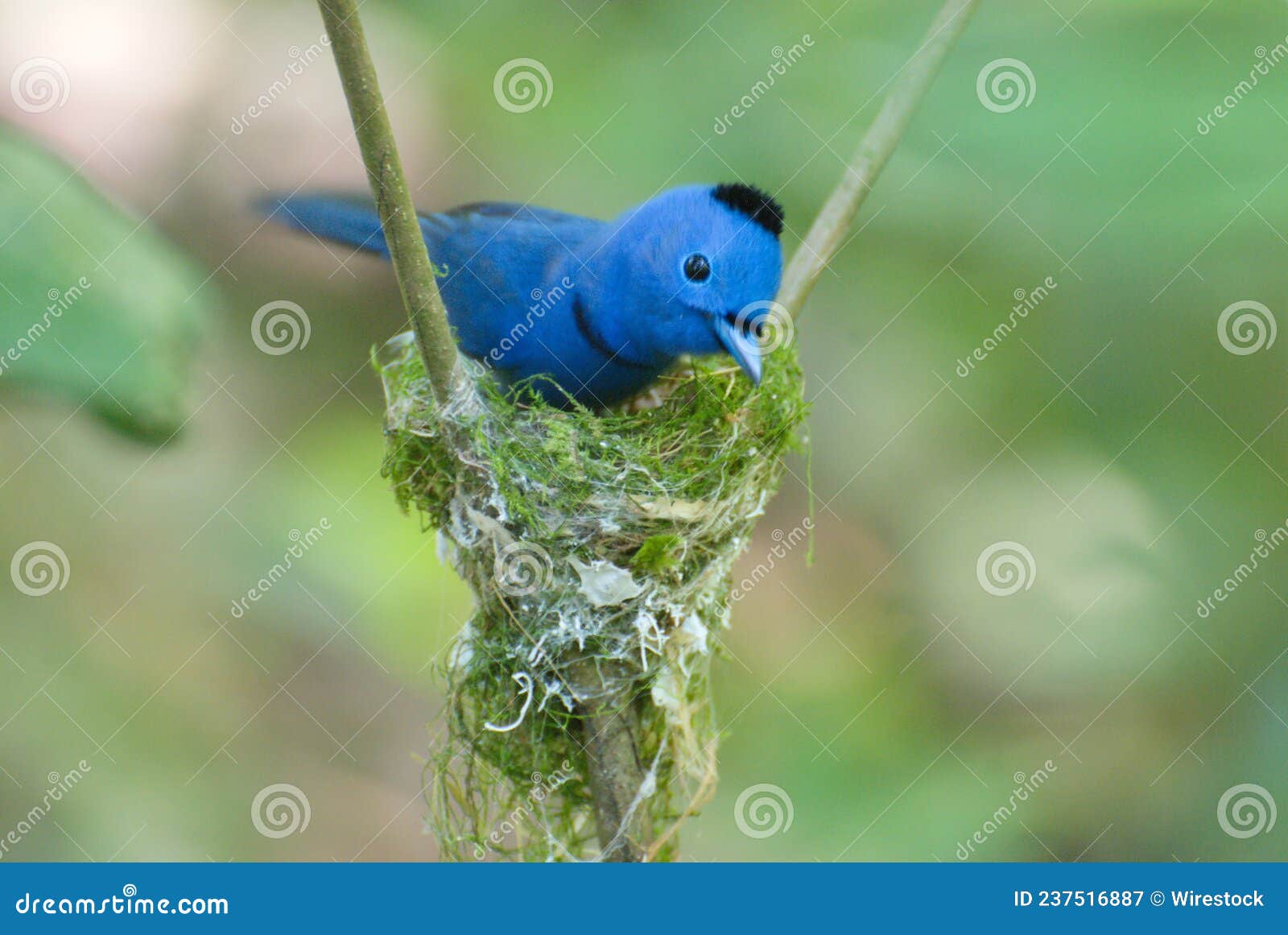 Small cute blue bird stock image. Image of bird, blue - 237516887
