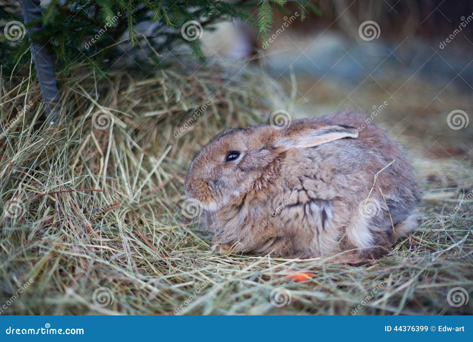Small cute brown rabbit stock image. Image of fauna, brown - 44376399