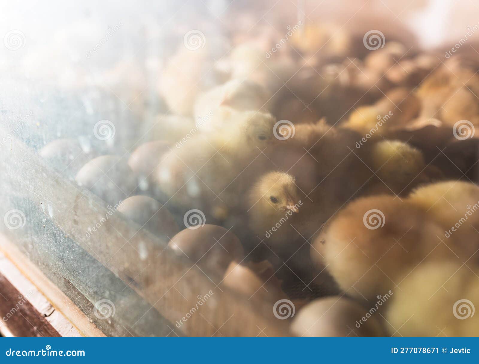 Small Cute Chicks Just Hatched in Incubator Stock Image - Image of baby ...