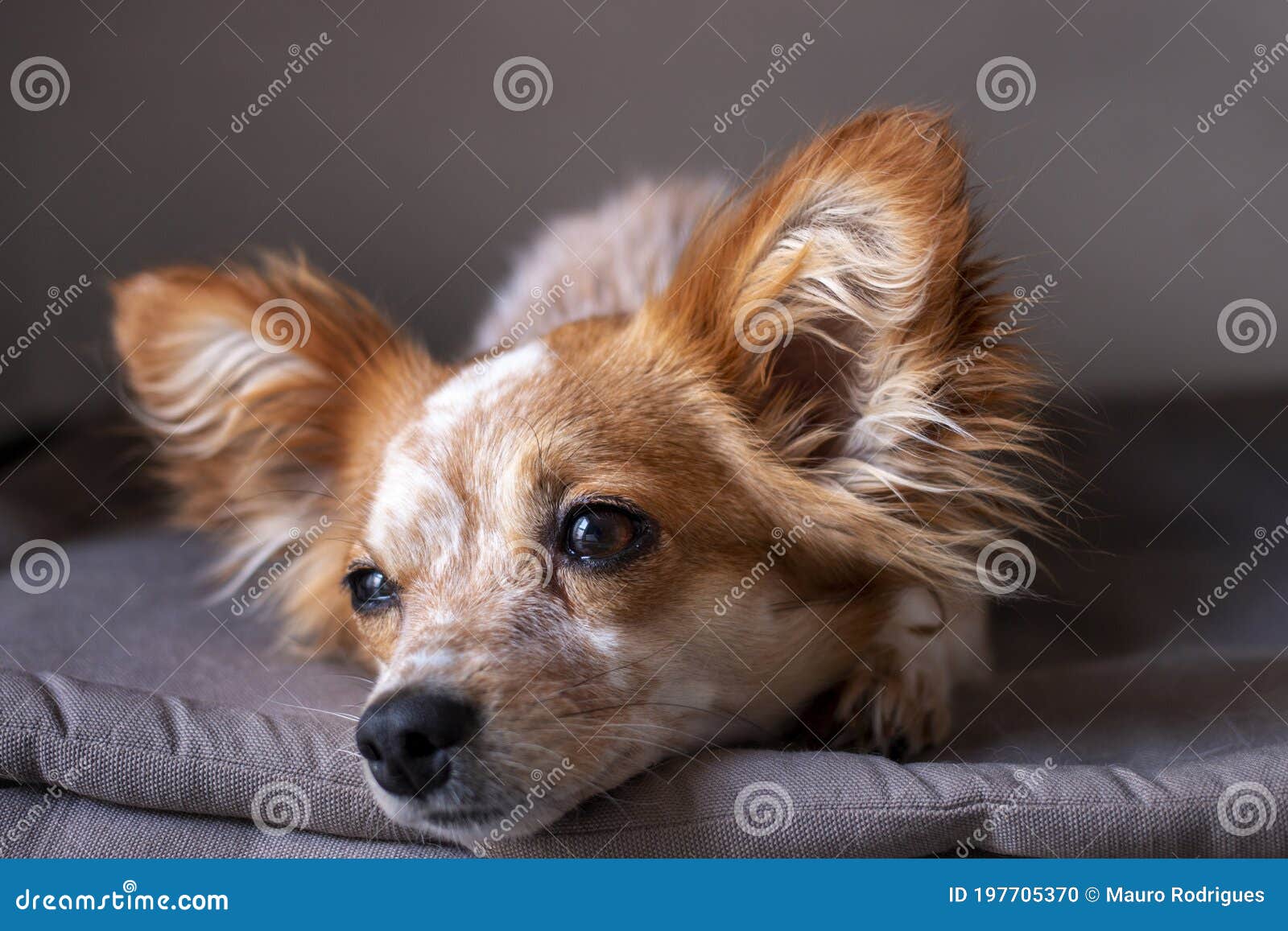Small cute dog on the bed stock photo. Image of eyes - 197705370