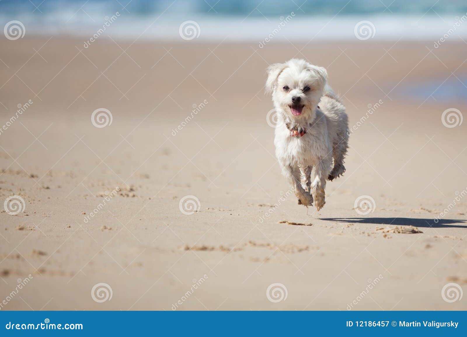 Small Cute Dog Jumping on a Sandy Beach Stock Image - Image of cute ...