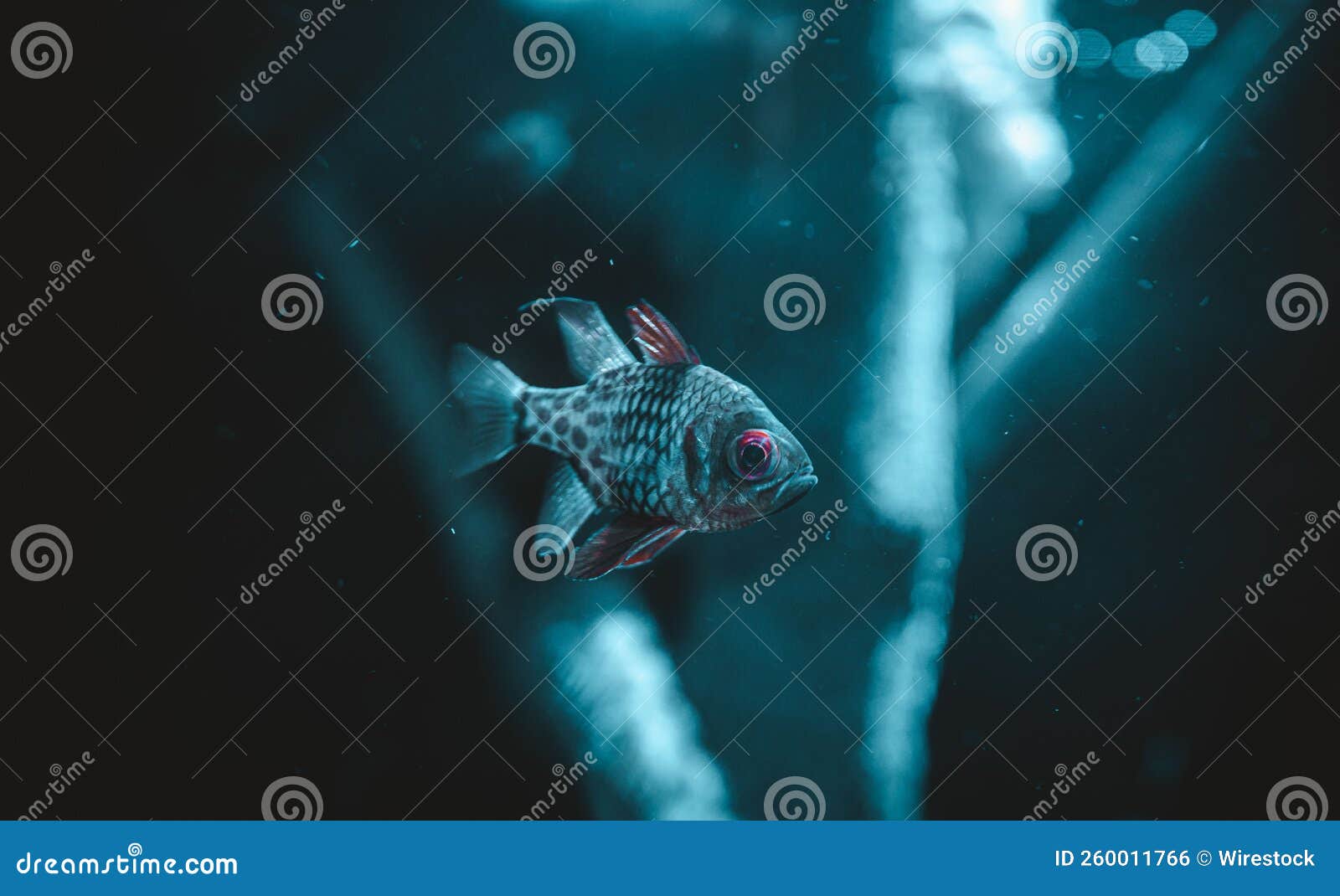 Small, Cute Fish in the Aquarium with Blue Light Stock Photo - Image of ...