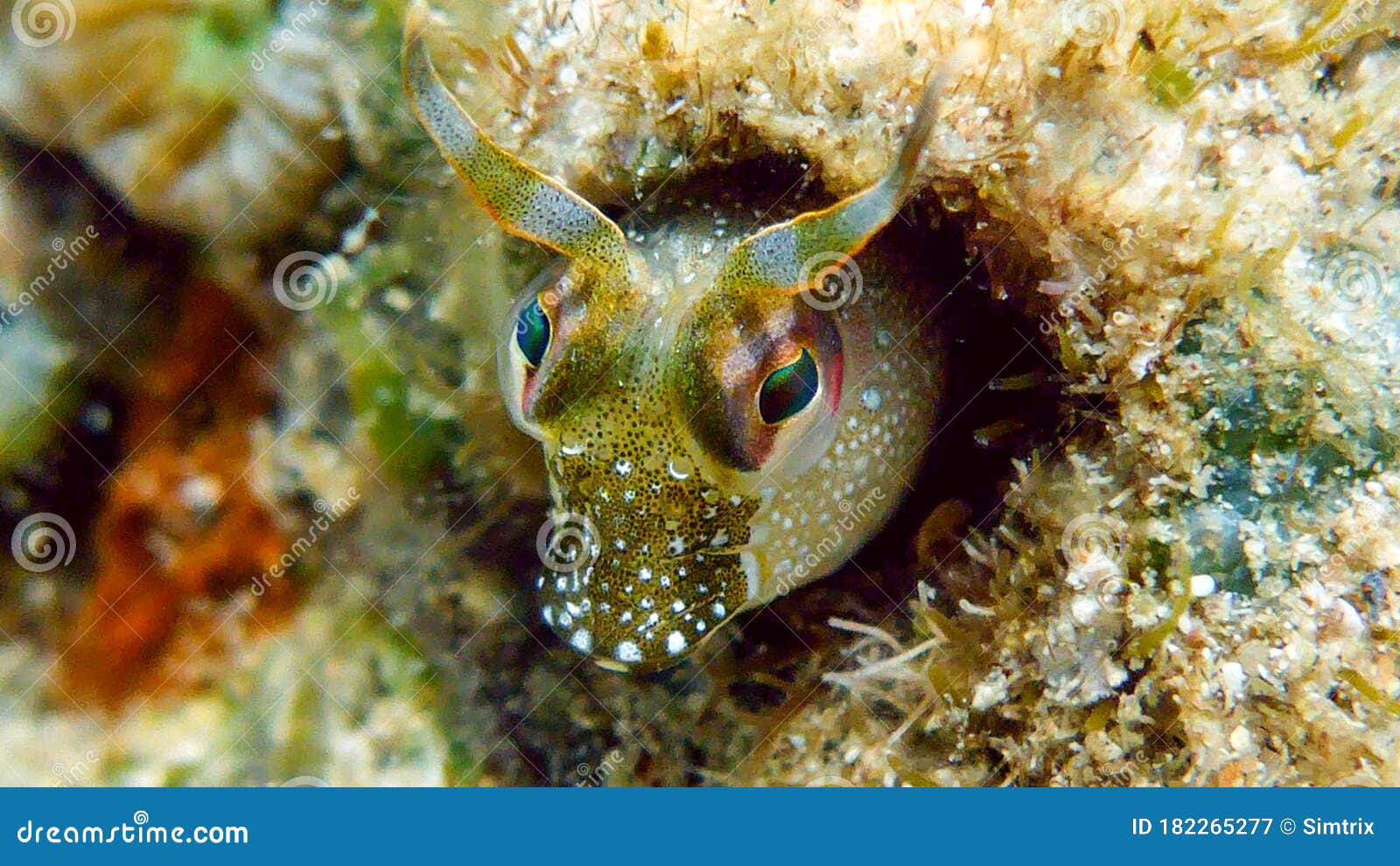 Small Cute Fish Hides in Hole. Red Sea, Eilat, Israel Stock Image ...
