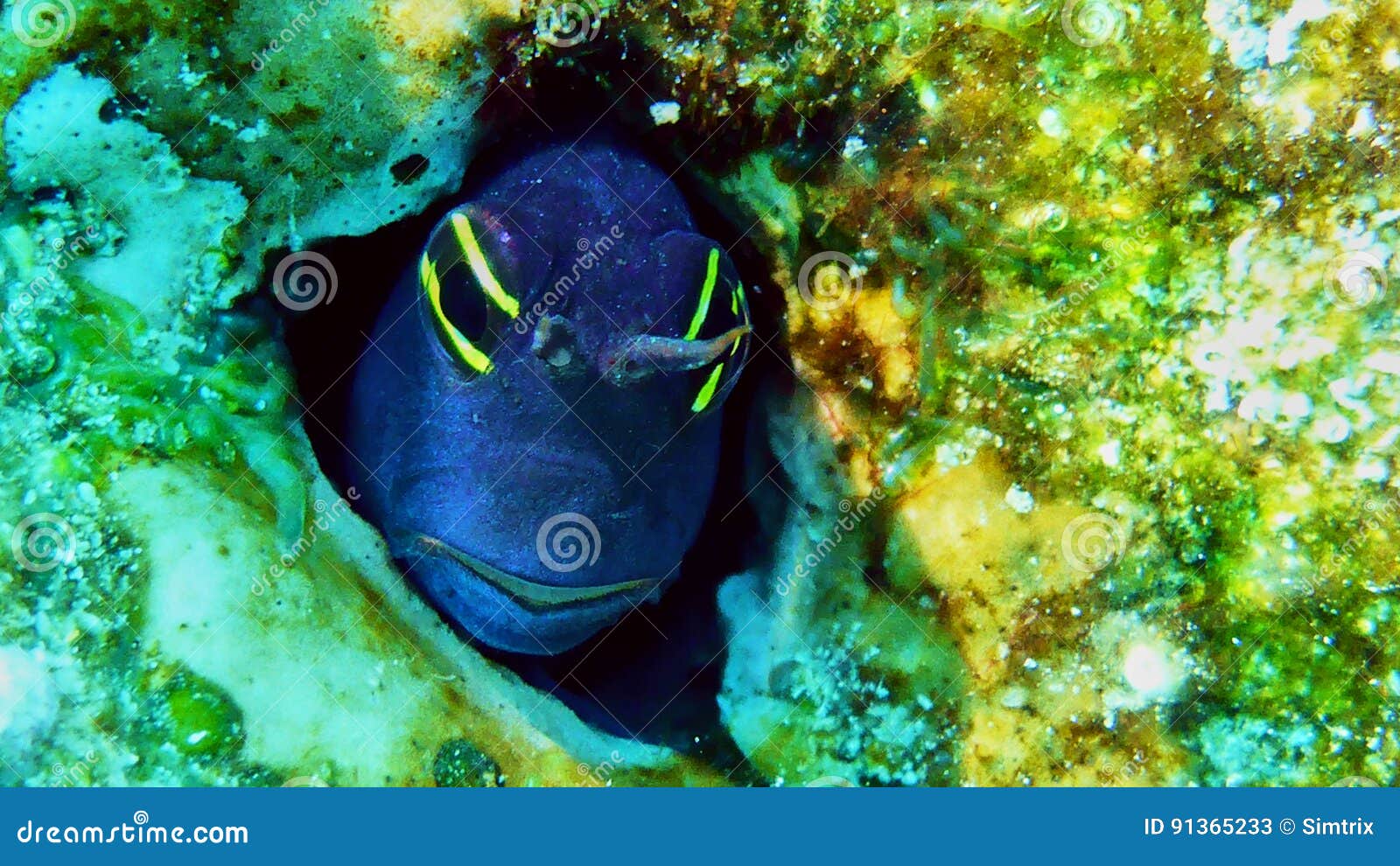 Small cute fish in Red sea stock image. Image of israel - 91365233