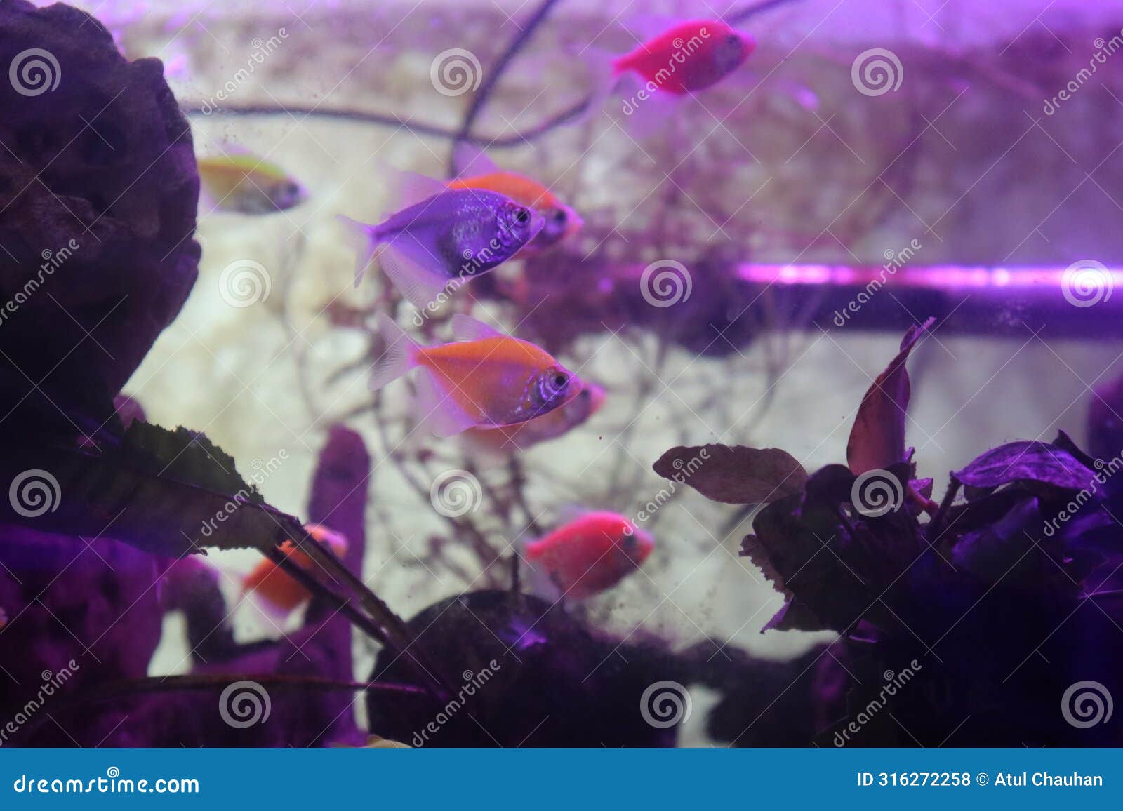 Small Cute Fish Swimming in the Fish Tank Stock Photo - Image of coral ...