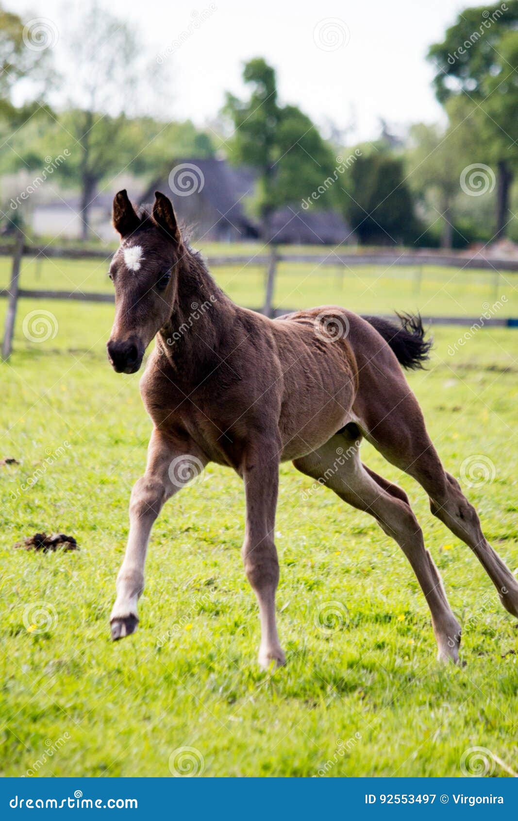 Small Cute Foal Running in the Field Stock Image - Image of equestrian ...