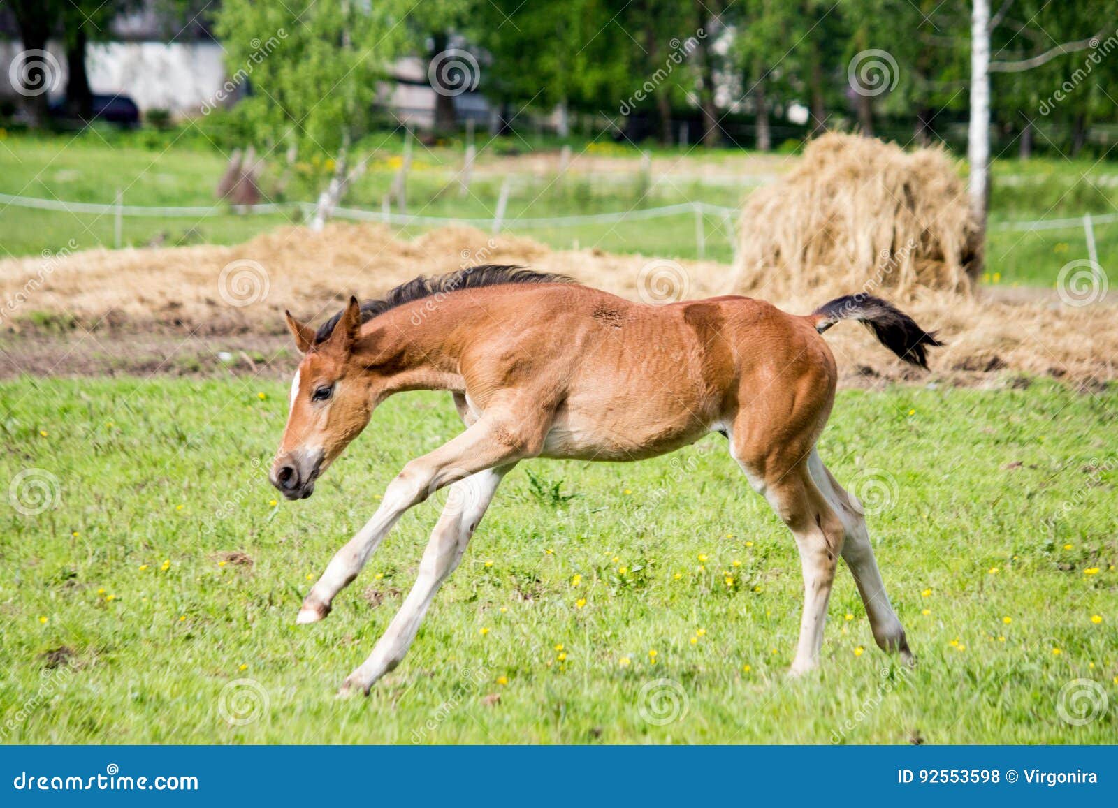 Small Cute Foal Running in the Field Stock Photo - Image of animal ...