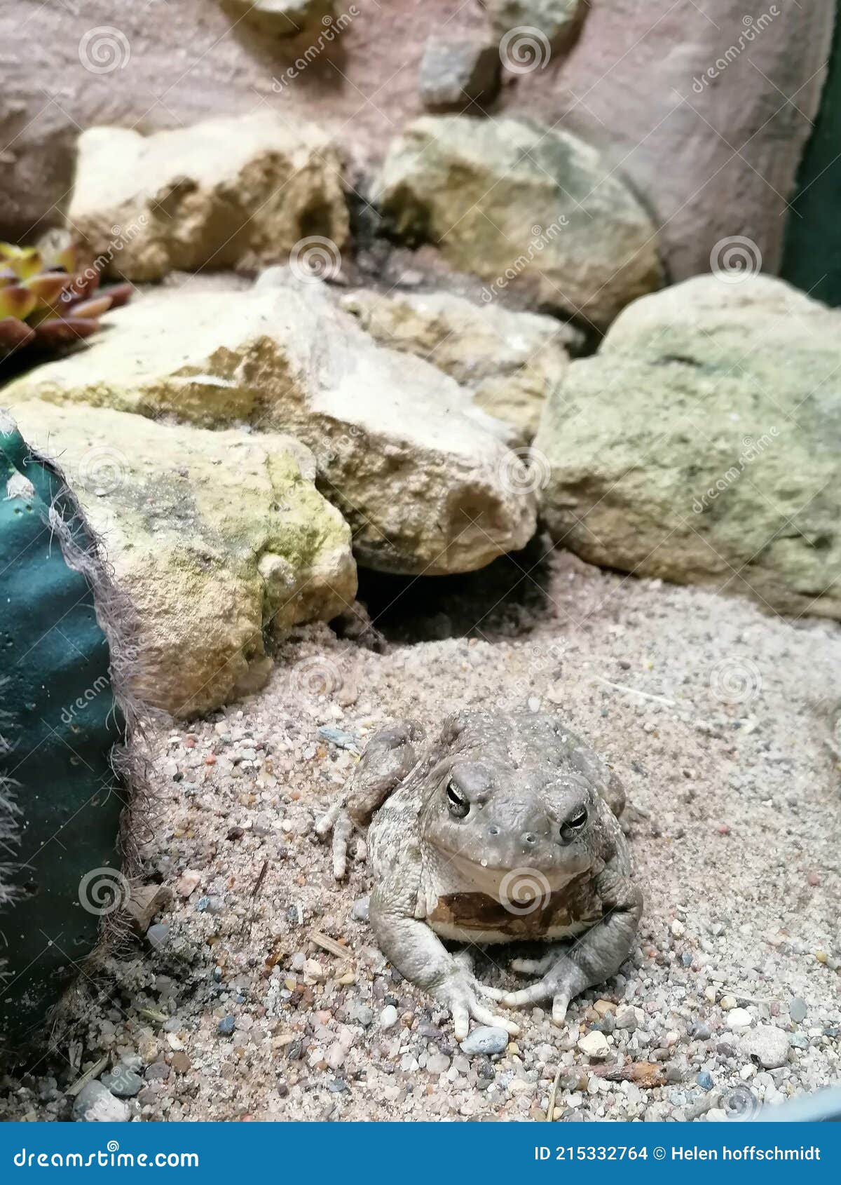 Small, cute Frog stock photo. Image of wildlife, nature - 215332764