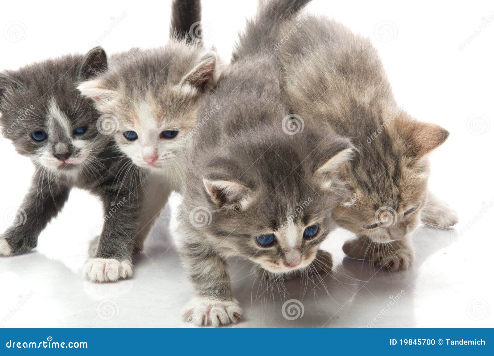Small cute kitten , stock photo. Image of breed, young - 19845700