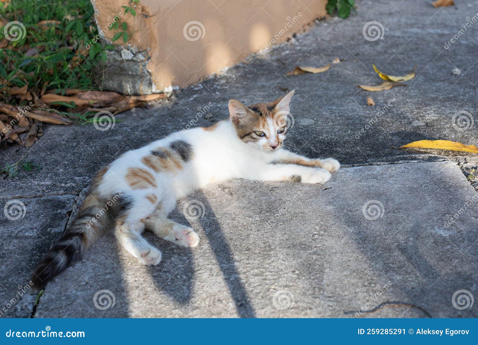 Small Cute Kitten in the Backlight, in the Rays of the Bright Sun ...