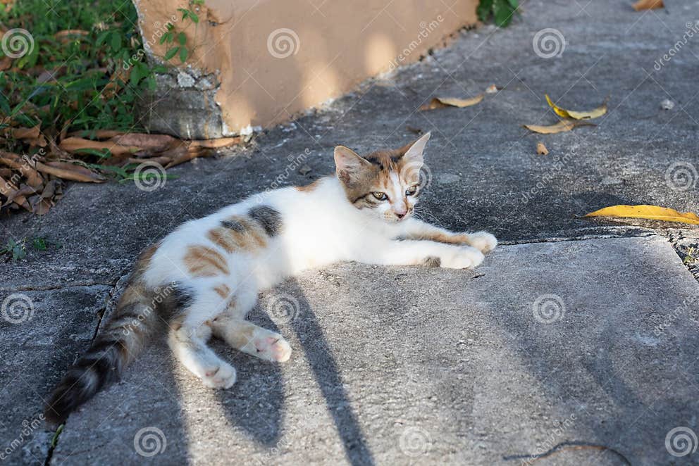 Small Cute Kitten in the Backlight, in the Rays of the Bright Sun ...