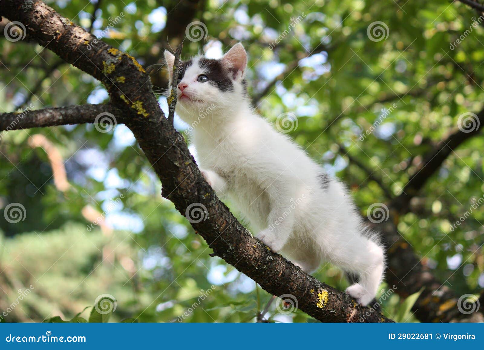 Small Cute Kitten Climbing the Tree Stock Image - Image of kitty ...