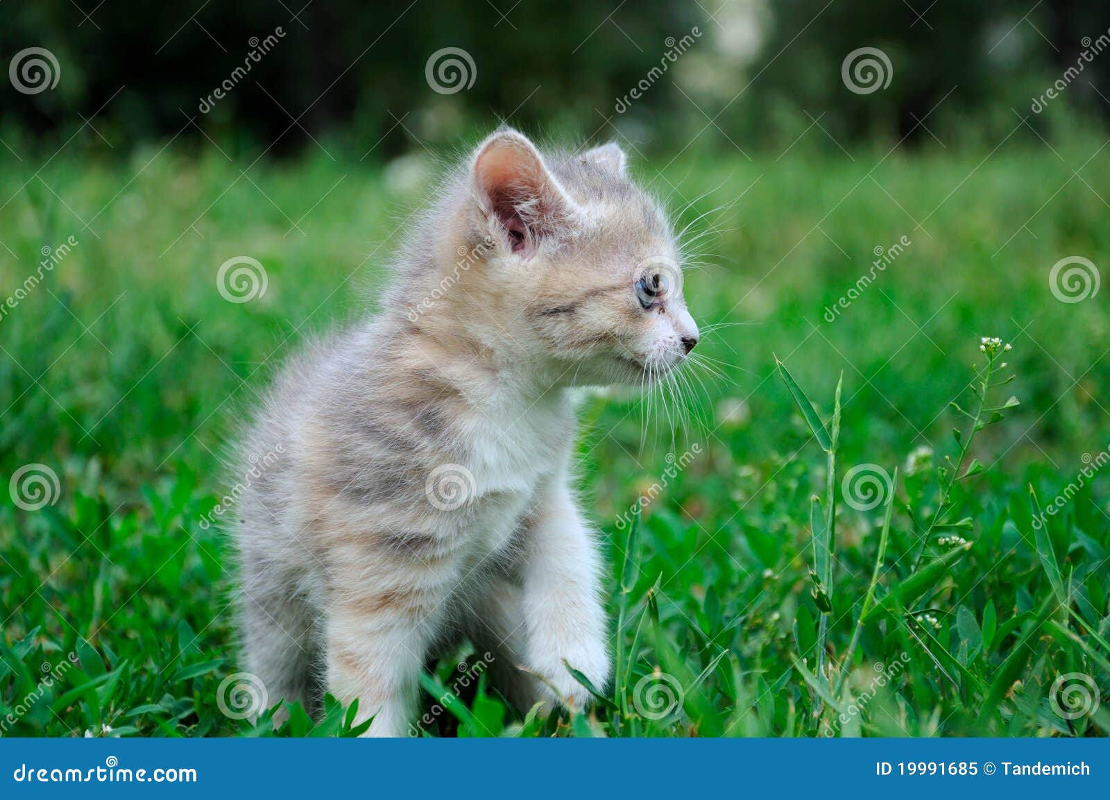 Small Cute Kitten on Grass , Close-up Stock Image - Image of background ...