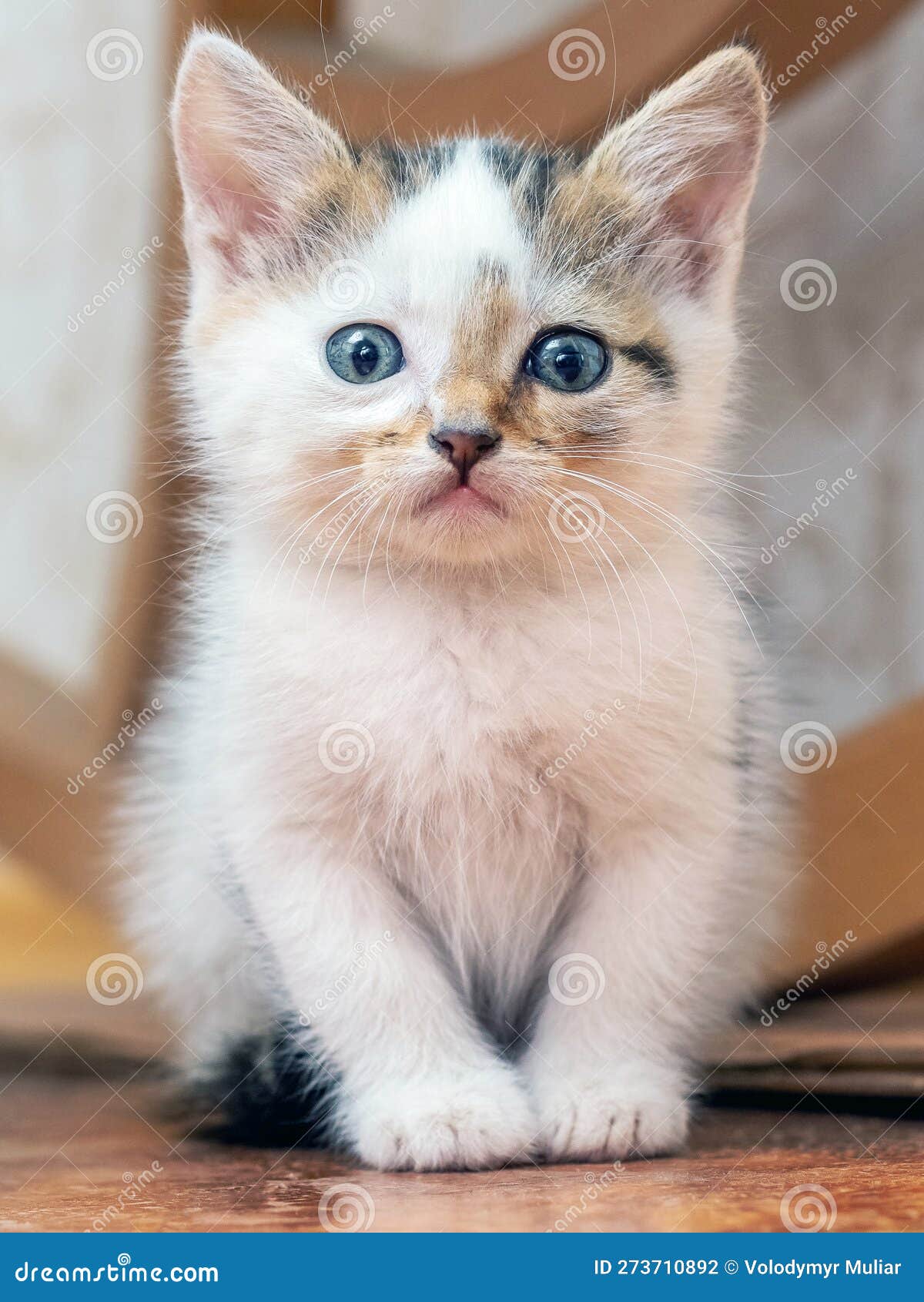 Small Cute Kitten Sitting on the Floor in the Room Stock Photo - Image ...