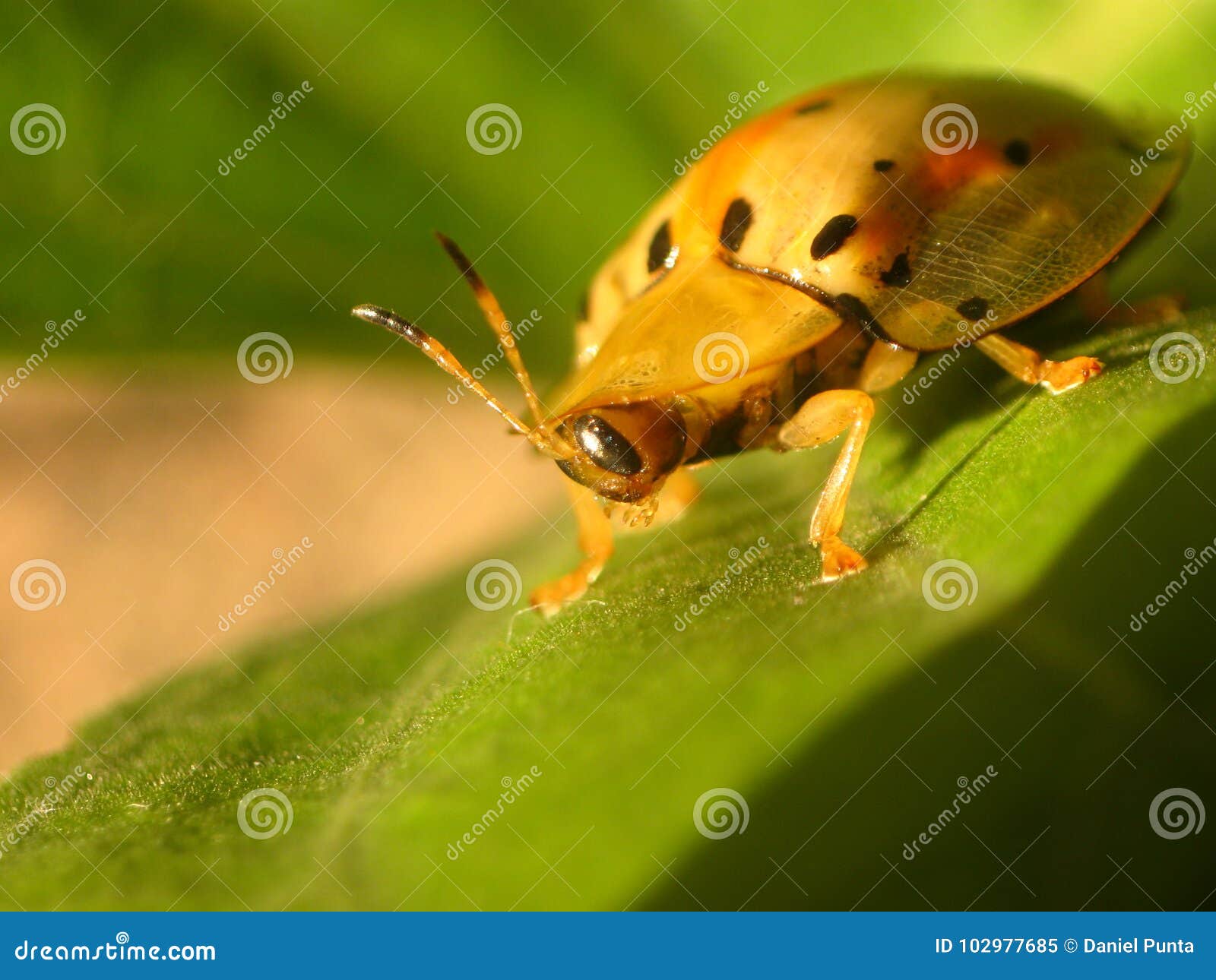 Small ladybug stock image. Image of ladybug, animal - 102977685