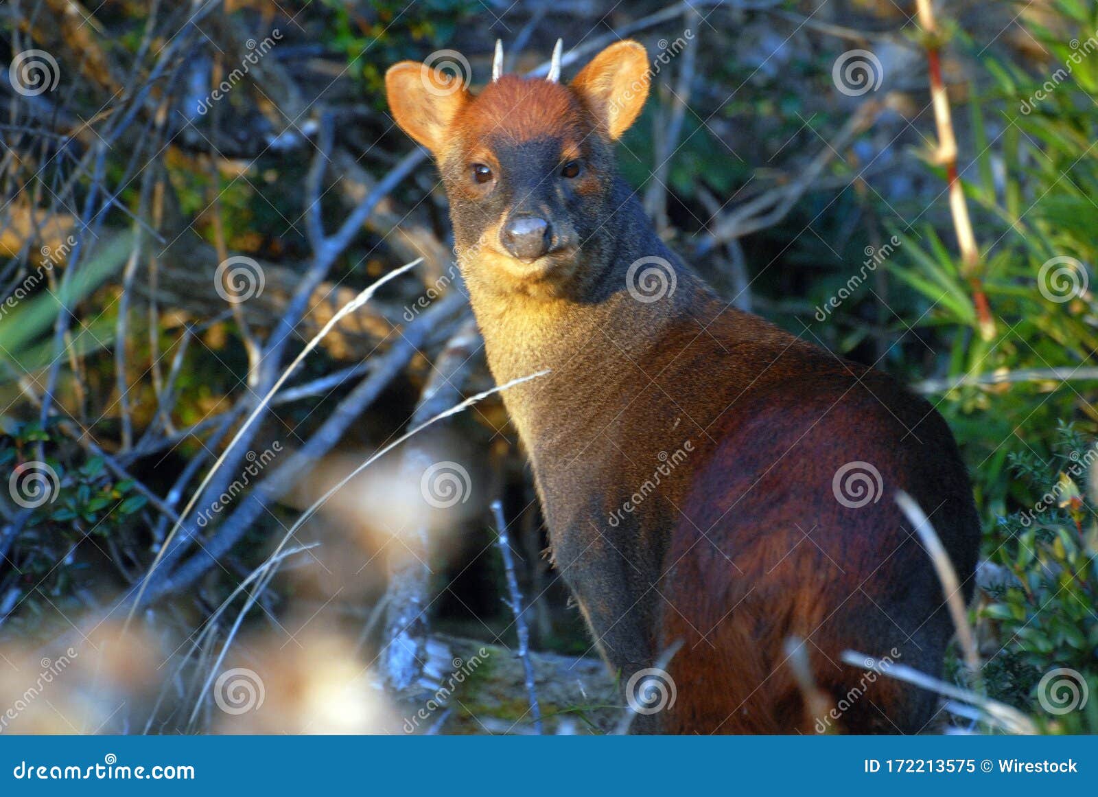 Northern Pudu Stock Photos - Free & Royalty-Free Stock Photos from ...