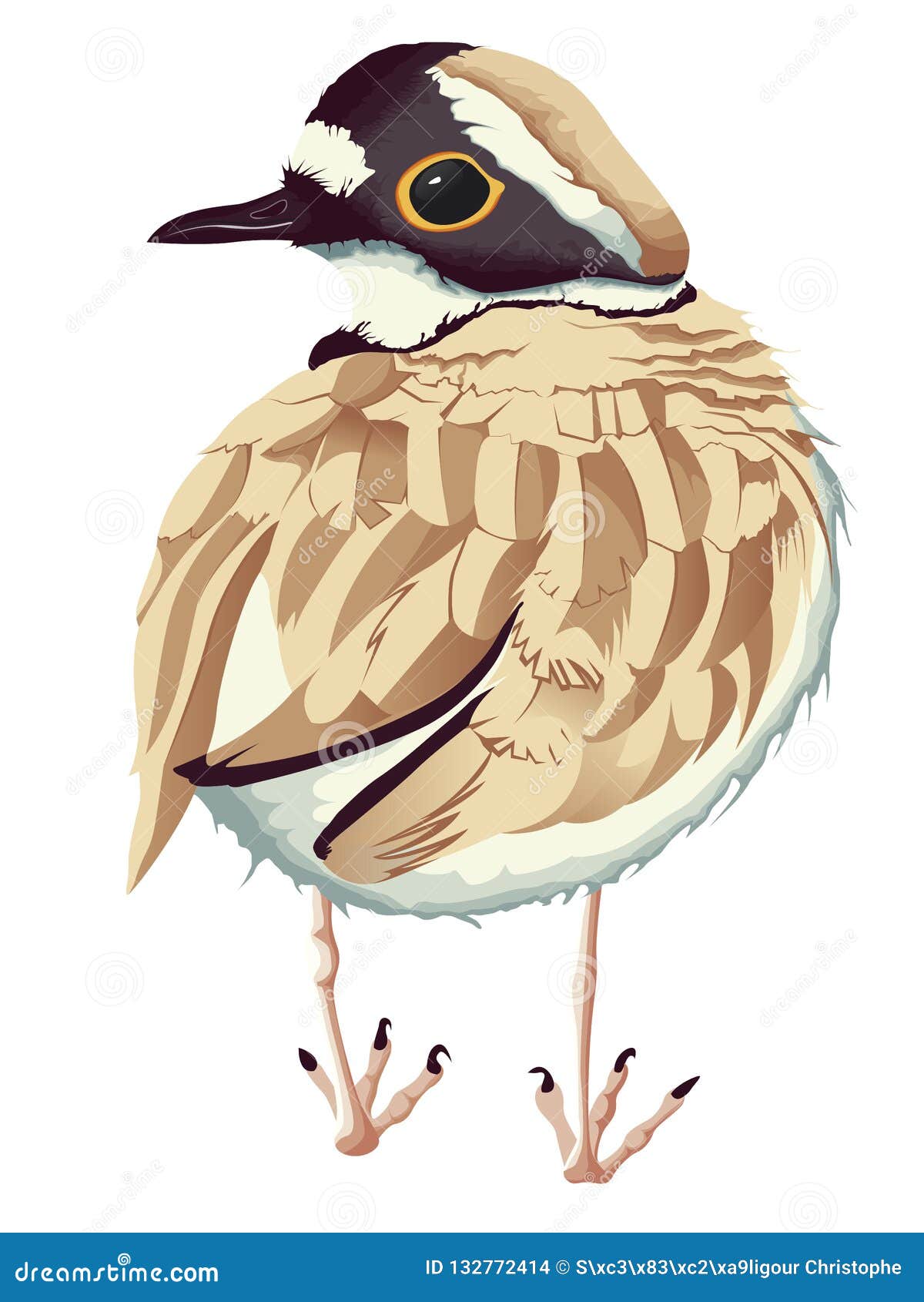 Plover in Back Look on Side Stock Vector - Illustration of bird, beauty ...