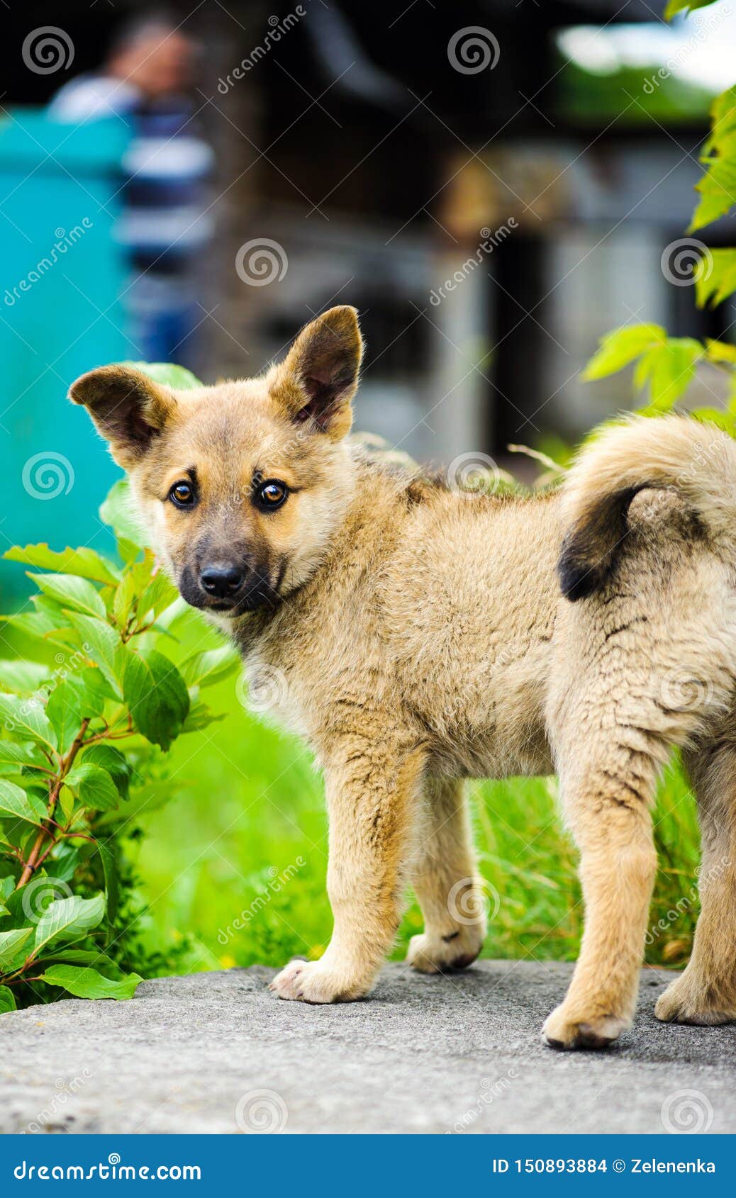 Small cute puppy dog stock photo. Image of little, playing - 150893884