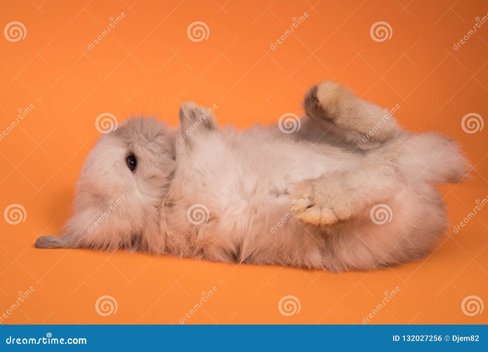 Small cute rabbit lying stock photo. Image of beautiful - 132027256