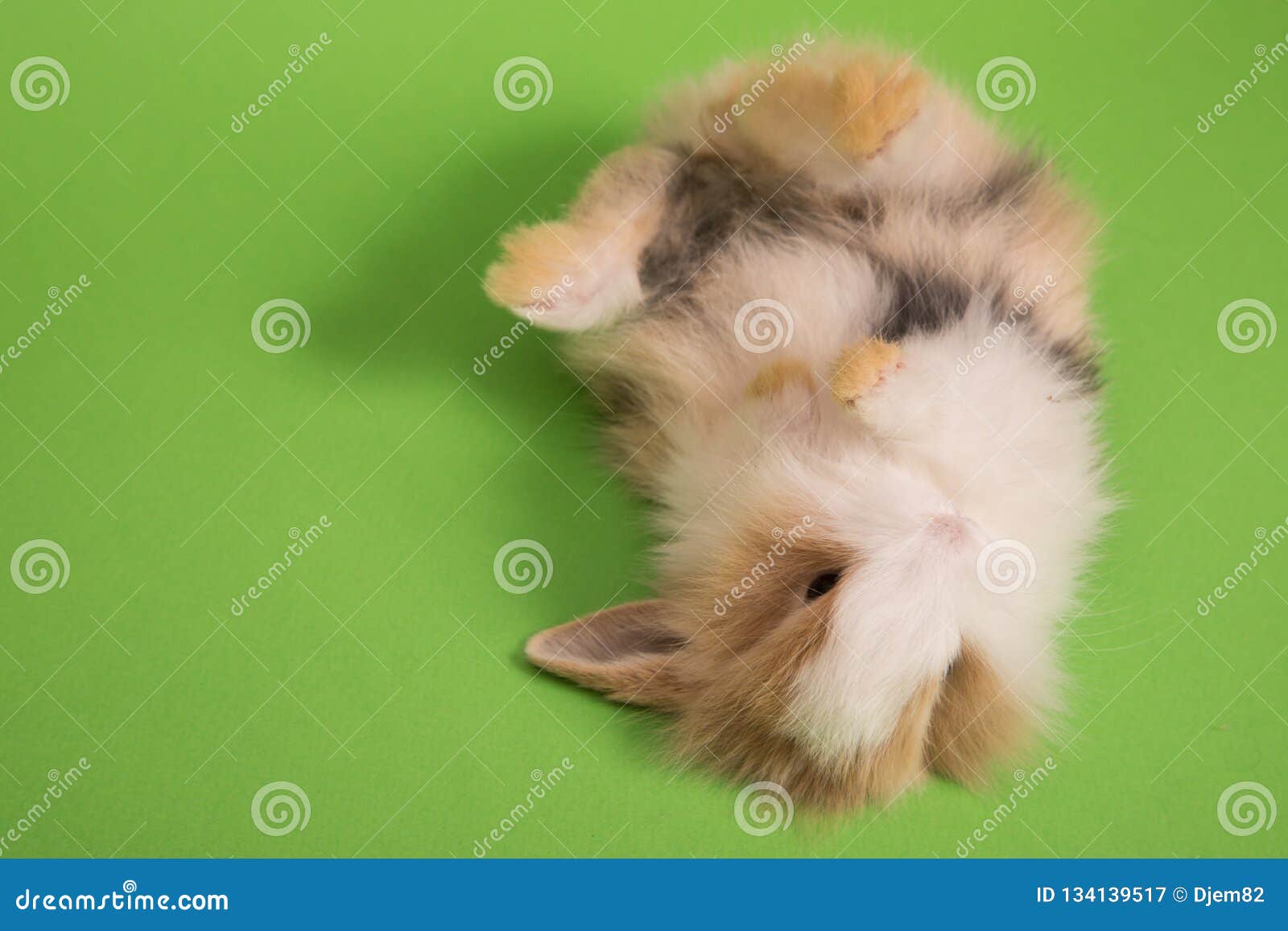 Small cute rabbit lying stock image. Image of background - 134139517