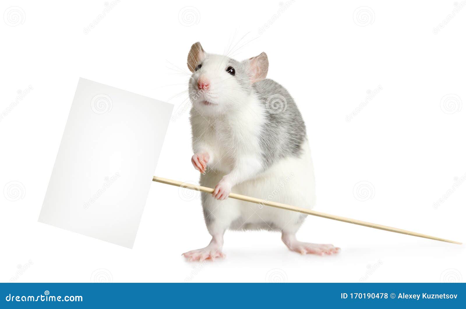 Small Cute Rat with Poster in Her Hands Stock Photo - Image of studio ...