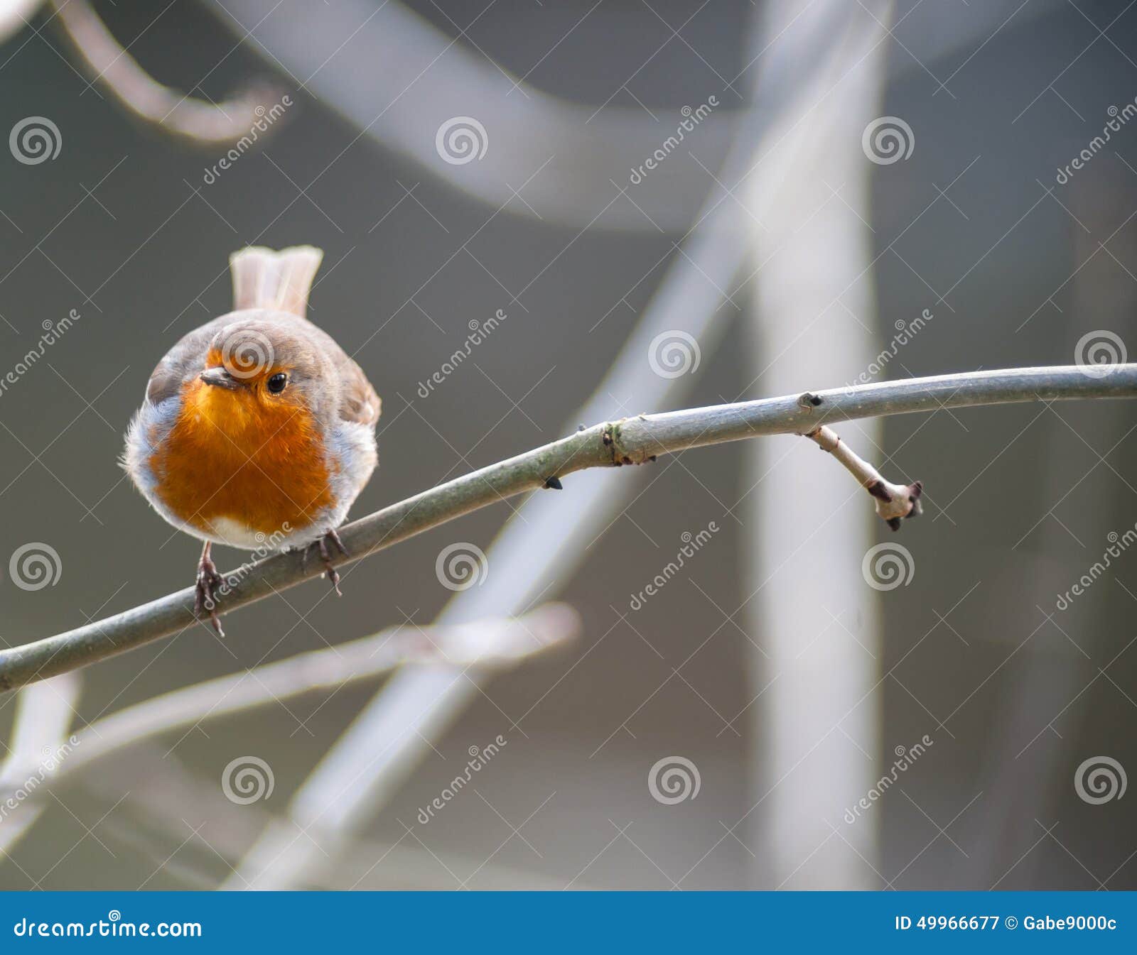Small Cute Robin Bird Perched Stock Image - Image of cute, wildlife ...