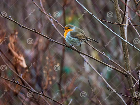 Small Cute Robin on the Branch, Songbird in Forest Stock Photo - Image ... Small Cute Robin on the Branch, Songbird in Forest Stock Photo - Image ...