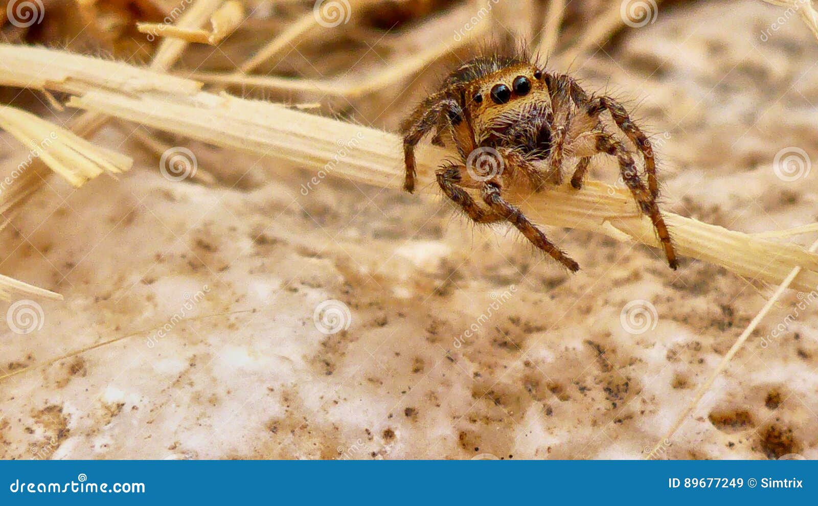 1,442 Stick Spider Stock Photos - Free & Royalty-Free Stock Photos from ...