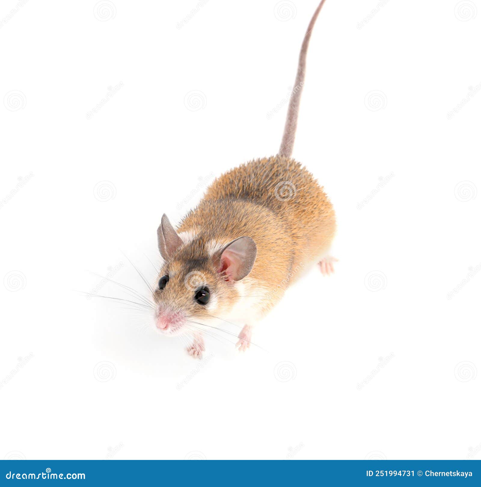 Small Cute Spiny Mouse on White Background Stock Image - Image of eyes ...