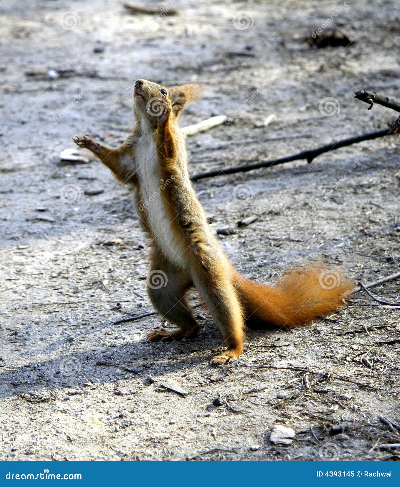 Small cute squirrel stock image. Image of scavenger, nature - 4393145