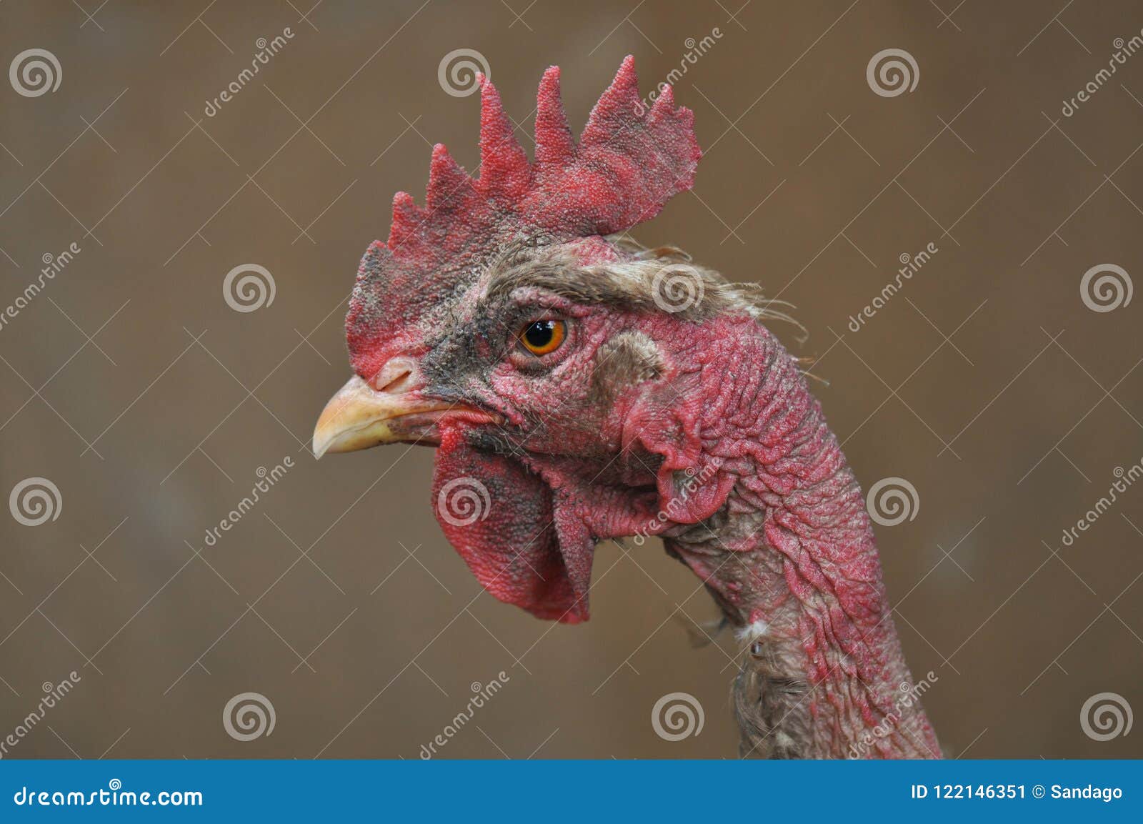 Dog scratching his back stock image. Image of happy - 122146351