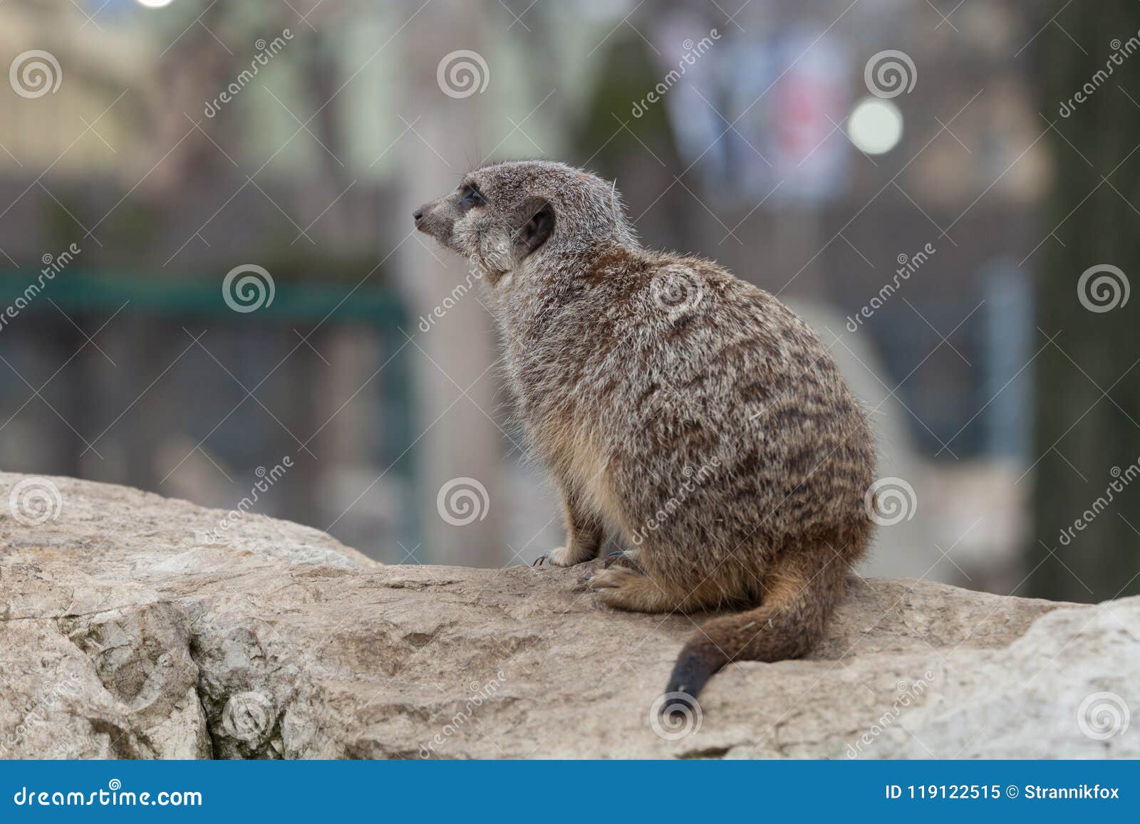 Small Cute Surakat in a Zoo Stock Image - Image of mammal, nature ...