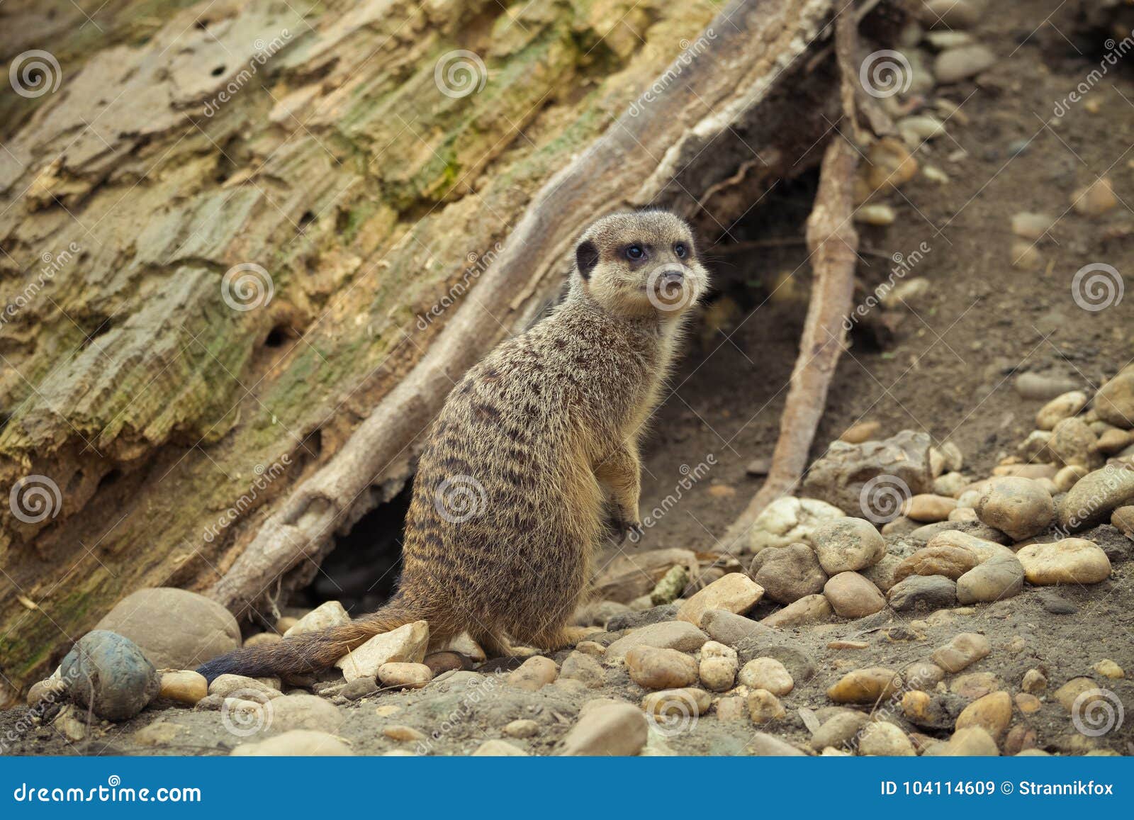 Small Cute Surakat in a Zoo. Toned Stock Image - Image of outdoors ...