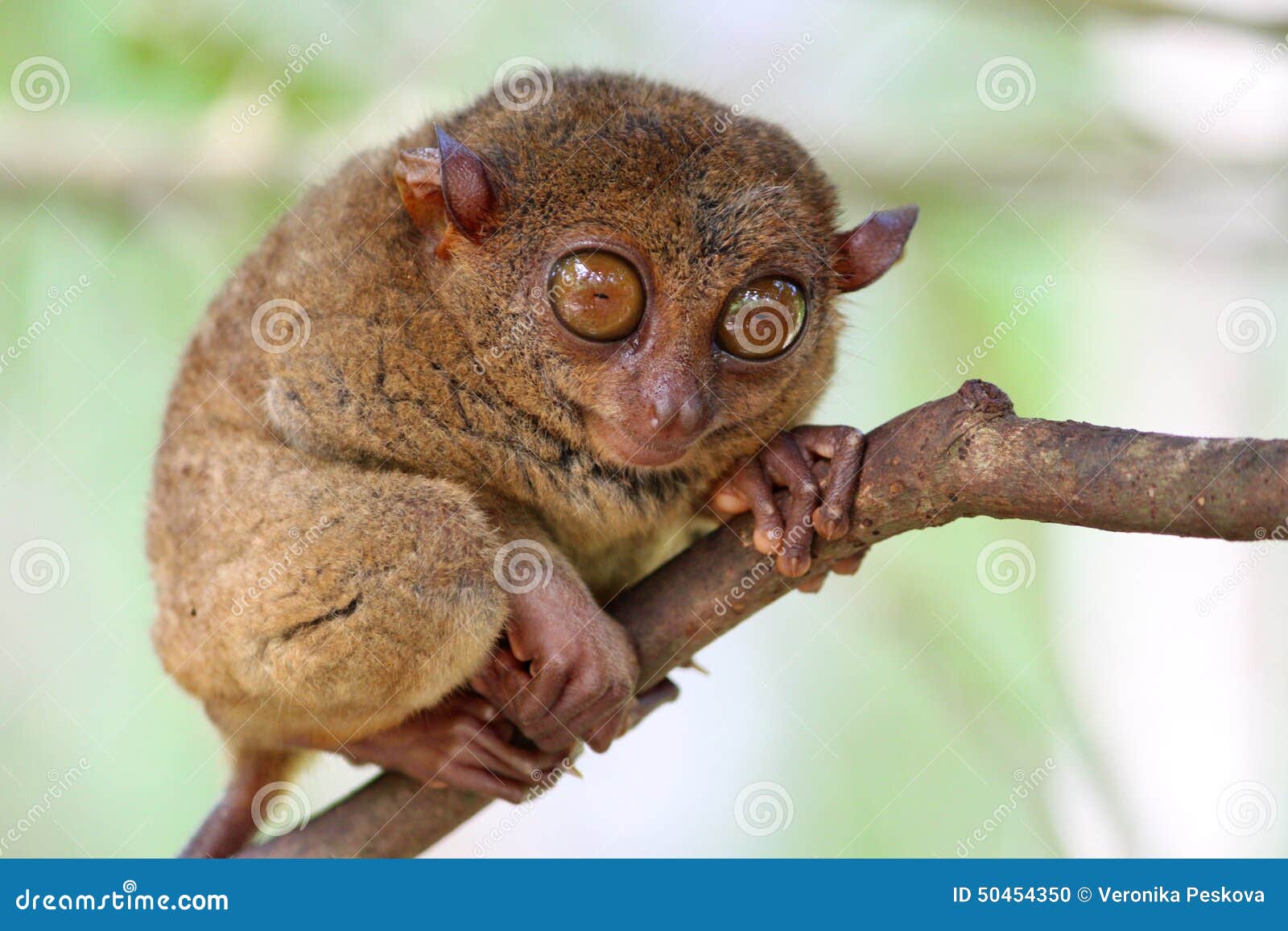 Small and cute tarsier stock photo. Image of funny, alien - 50454350