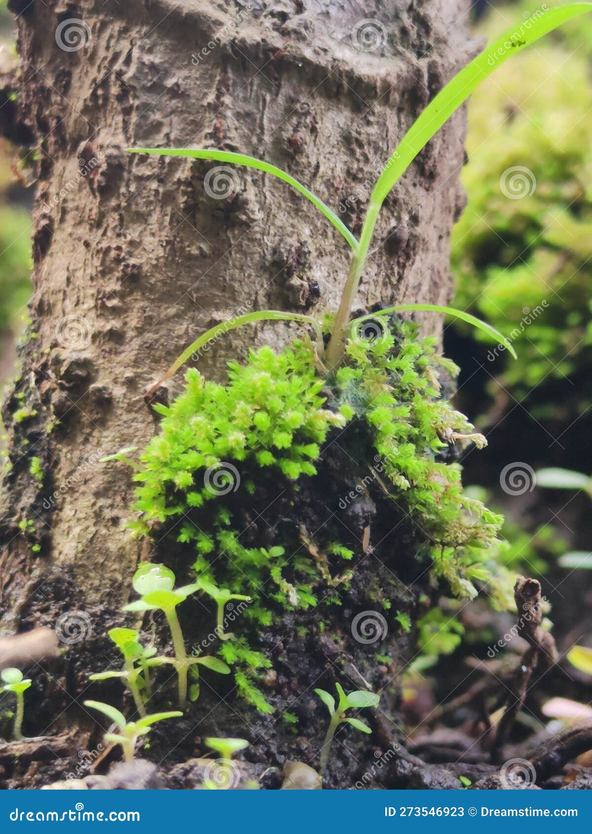 Tiny Tree, Boiling Hot And Small Bird Stock Image | CartoonDealer.com ...