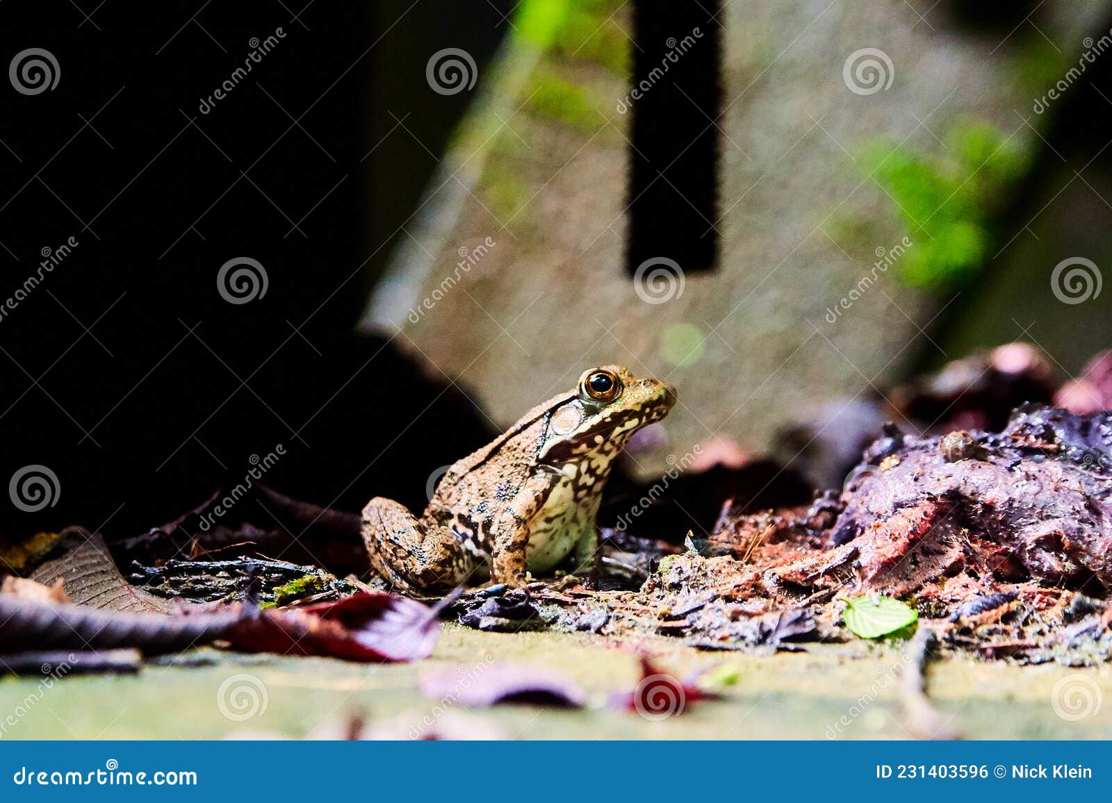Small Cute Toad or Frog with Brown Spots and Golden Eyes Stock Photo ...