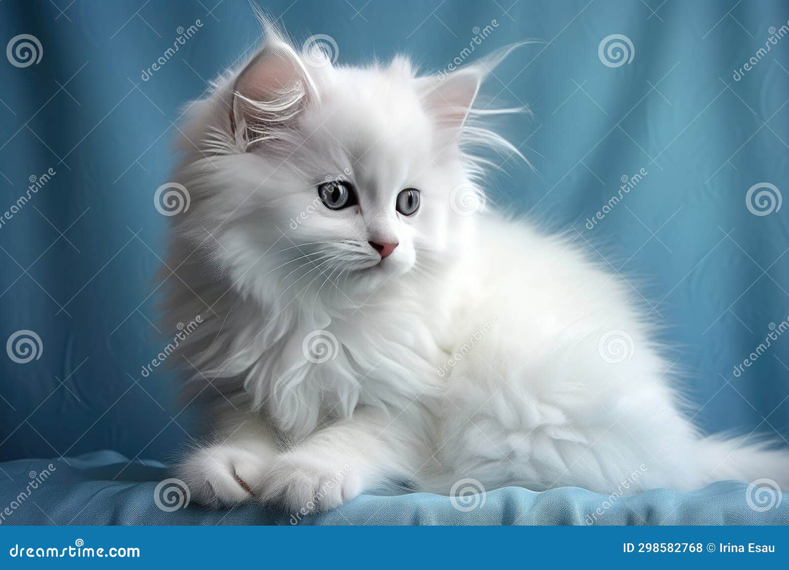 Small Cute White Fluffy Kitten Stock Photo - Image of feline, young ...