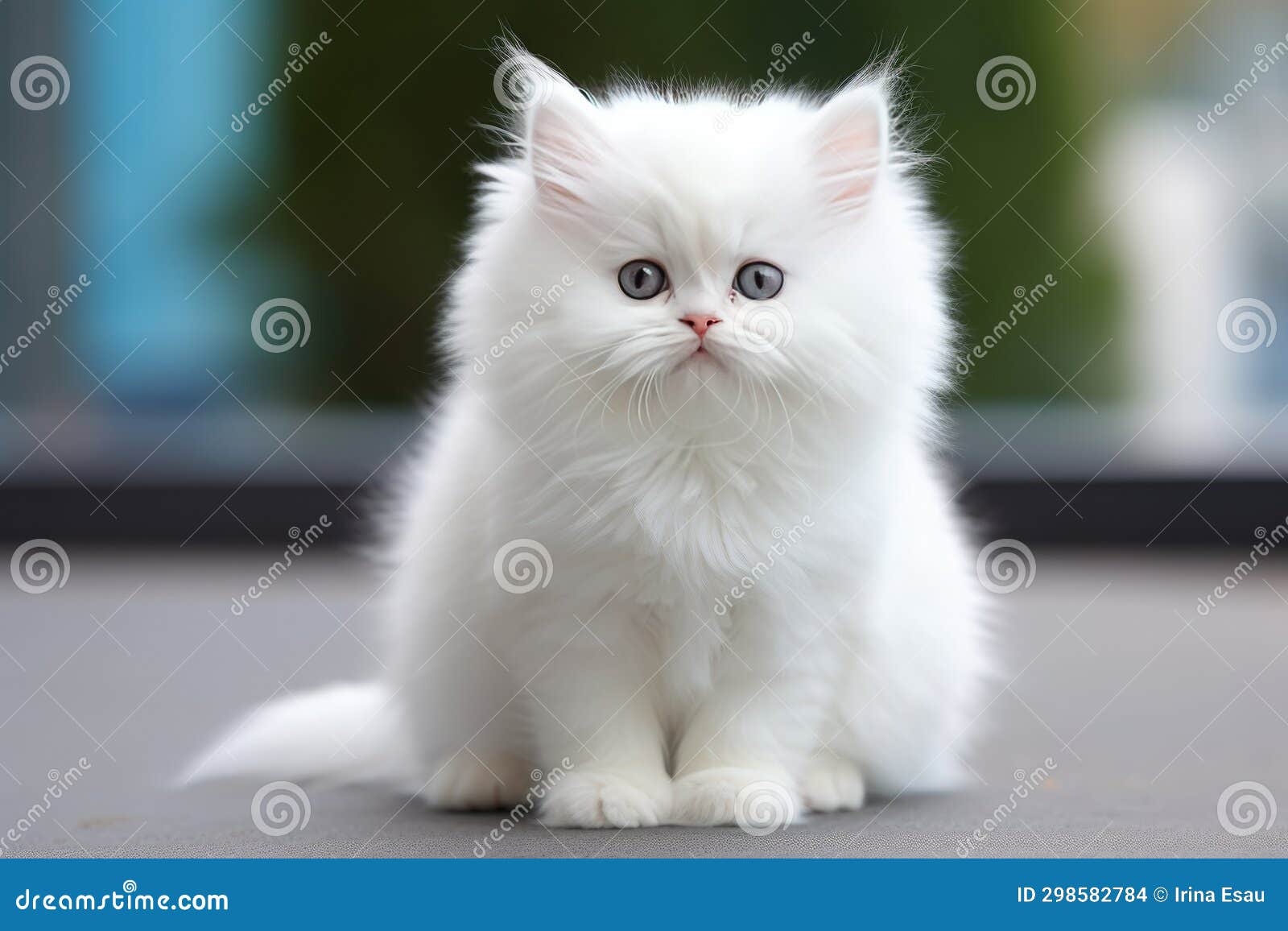 Small Cute White Fluffy Kitten Stock Photo - Image of small, blanket ...