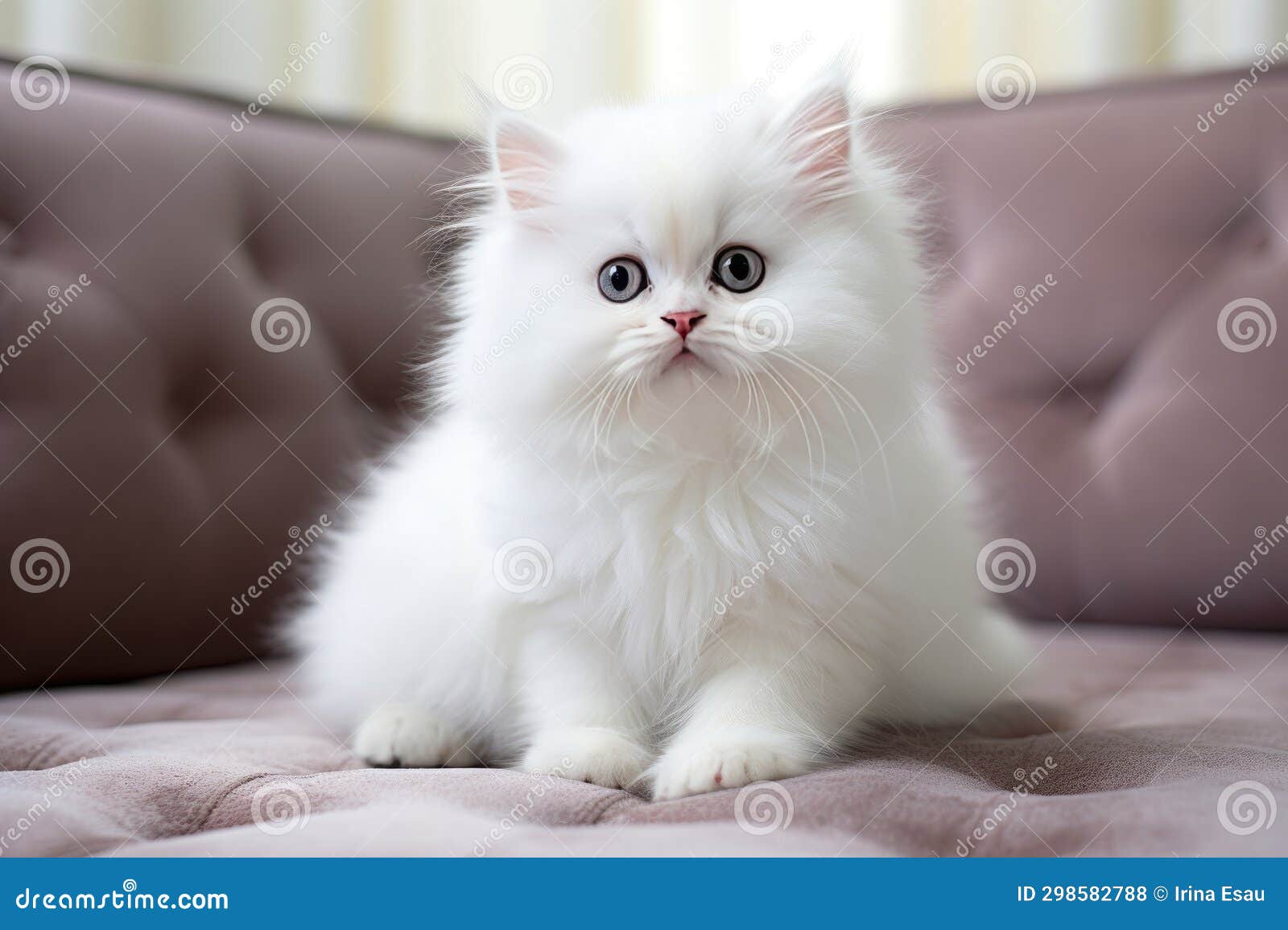 Small Cute White Fluffy Kitten Stock Photo - Image of white, young ...