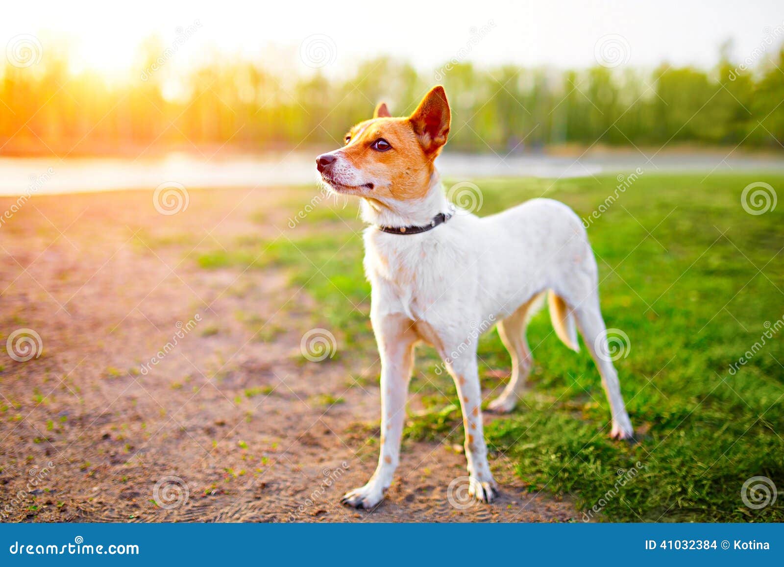 Small Cute White and Red Dog Posing Stock Photo - Image of meadow ...