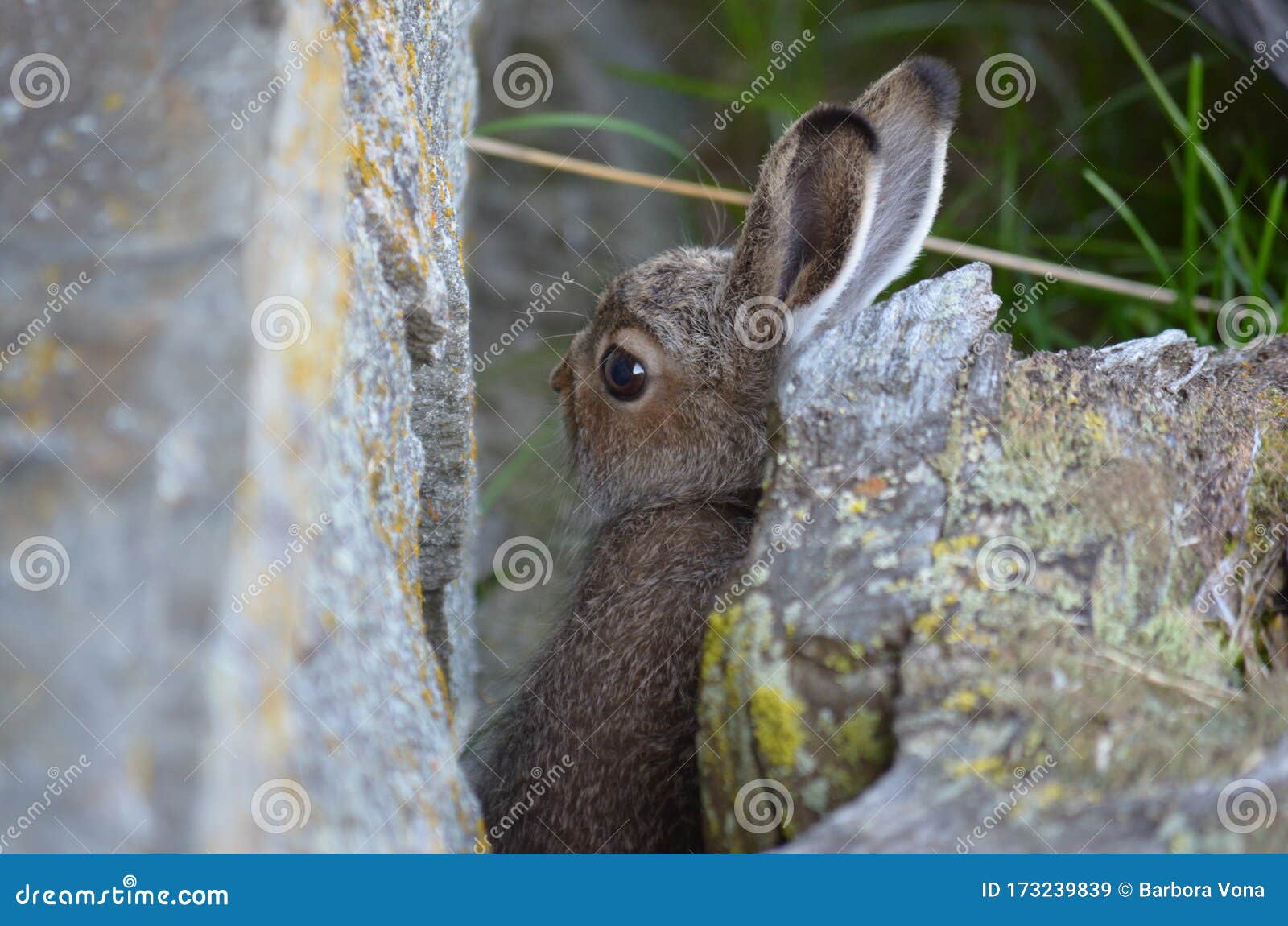 Small Cute Wild Rabbit at the Mountains Stock Image - Image of travel ...