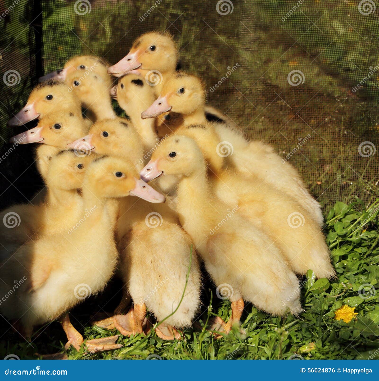 Small cute yellow duckling stock photo. Image of ducky - 56024876