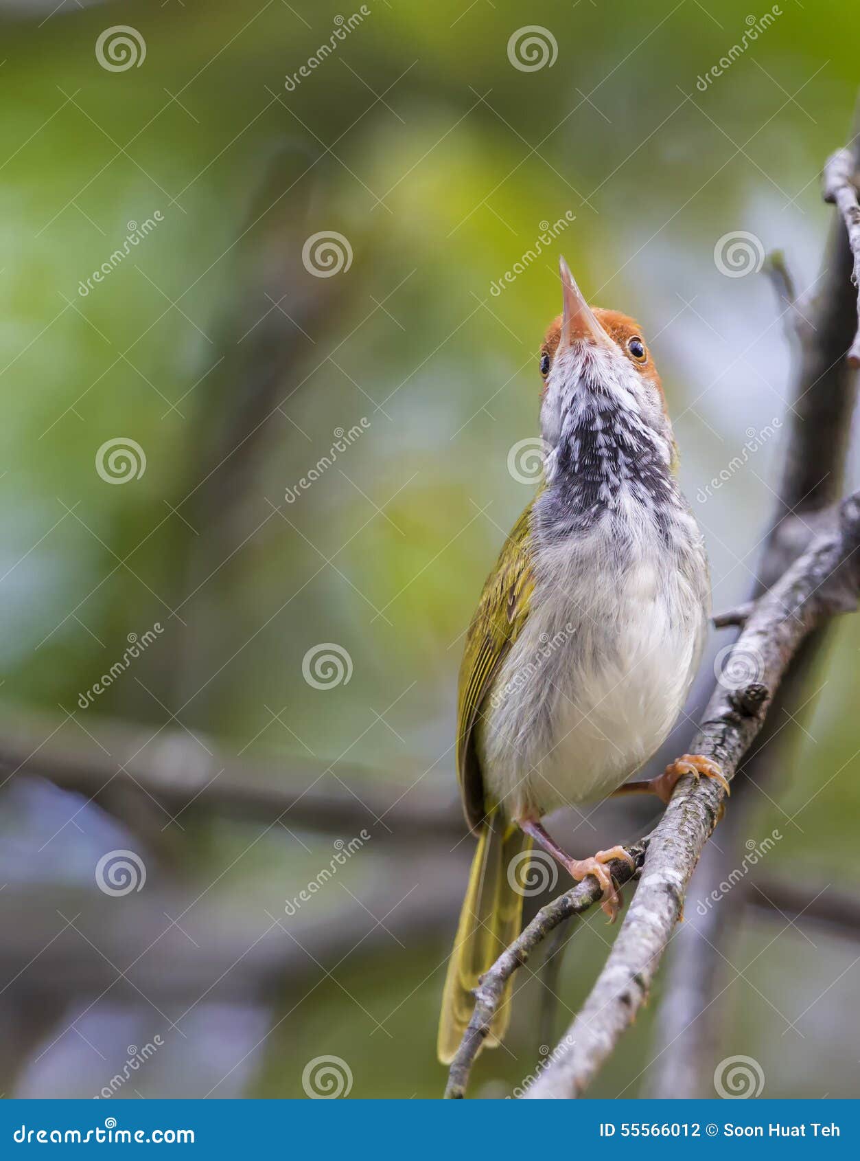 Small cutie bird stock photo. Image of necked, olive - 55566012