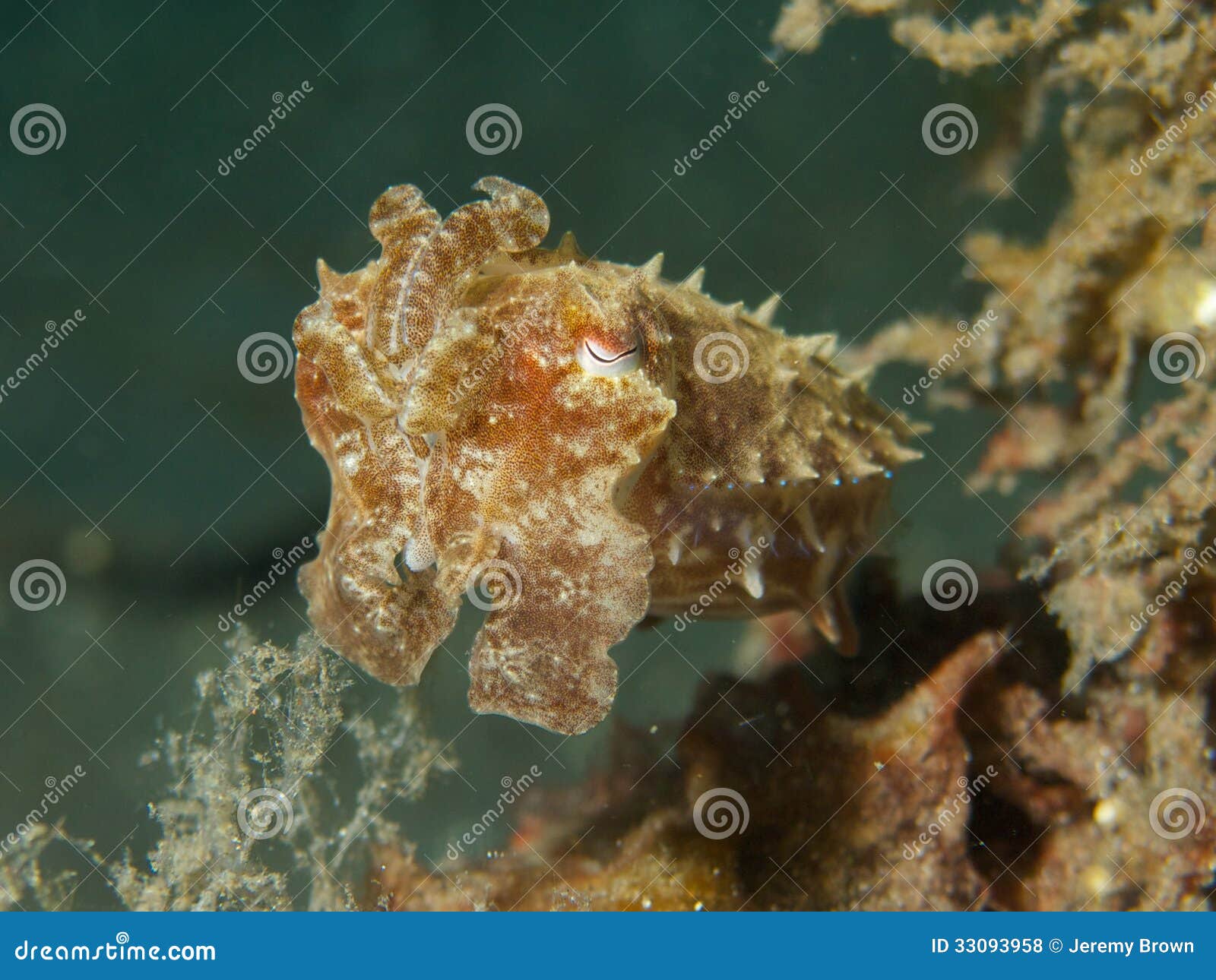 Small Cuttlefish stock photo. Image of sulawesi, sepia - 33093958