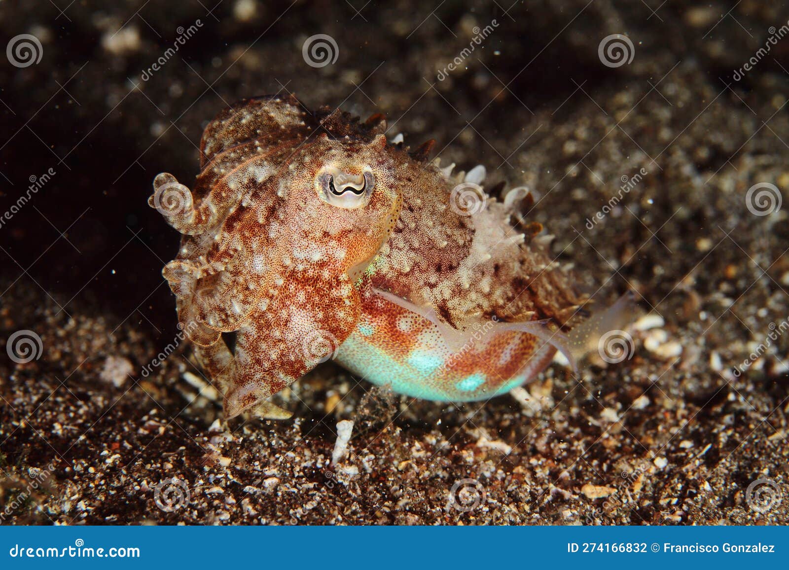 Small Cuttlefish in the Seabed. Stock Photo - Image of nature, alga ...