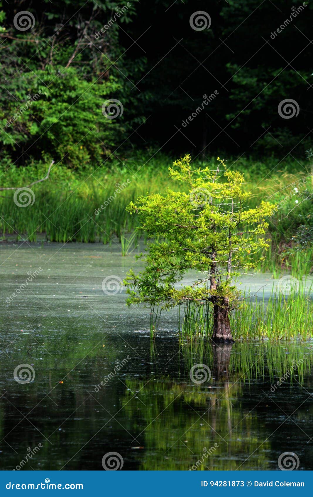 Small cypress stock image. Image of water, nature, tree - 94281873