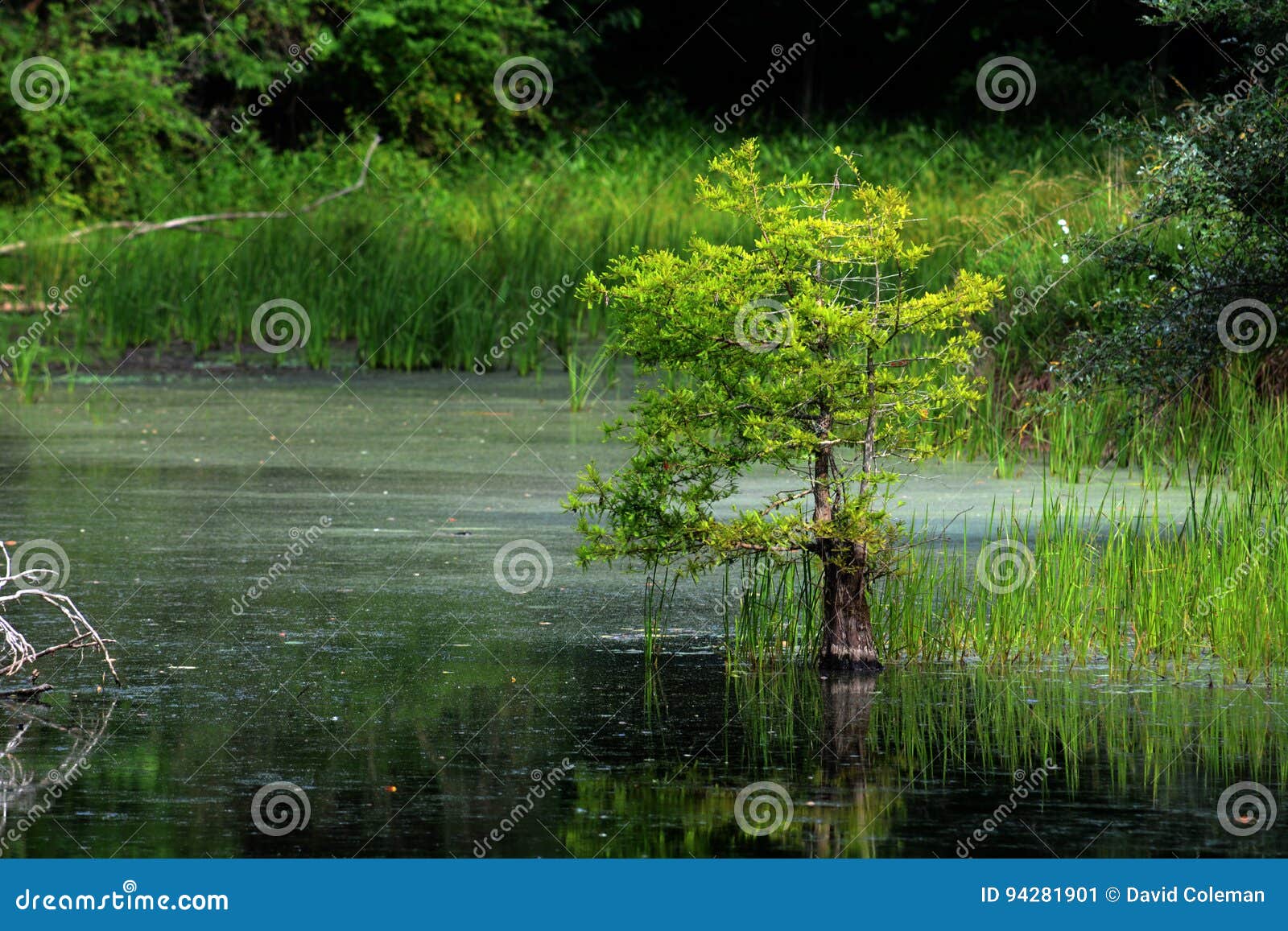 Small cypress stock image. Image of nature, landscape - 94281901