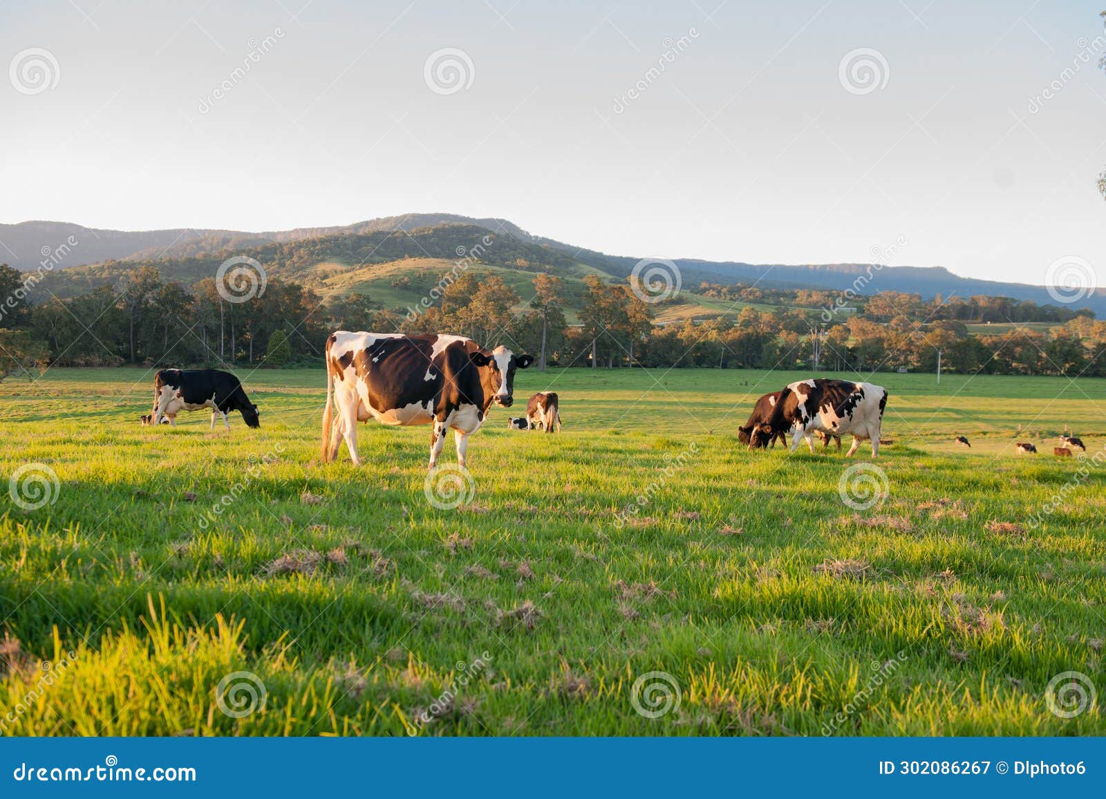 Small Dairy Farm stock image. Image of farming, livestock - 302086267